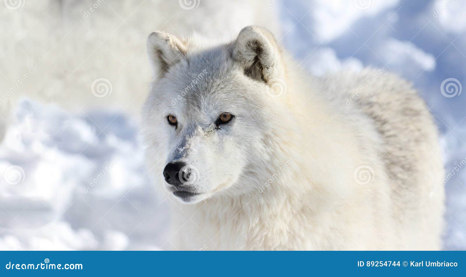Portrait of White Wolf in Winter Stock Photo - Image of beauty, nature ...