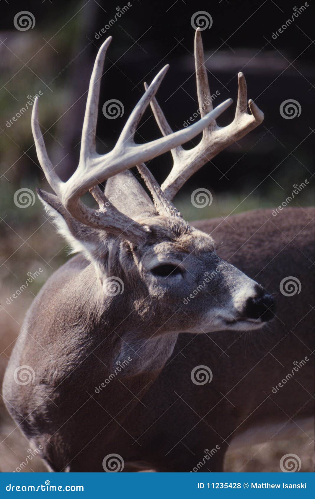 Portrait of a Whitetail Buck Stock Photo - Image of outdoors, animals ...