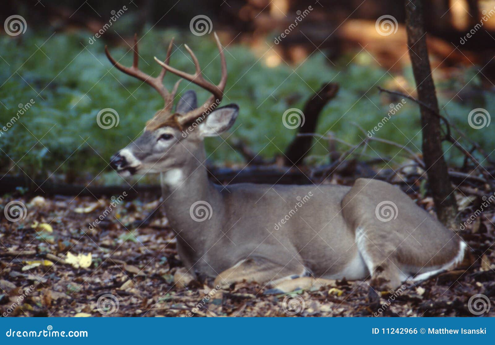 Portrait of a Whitetail Buck Stock Photo - Image of deer, nature: 11242966