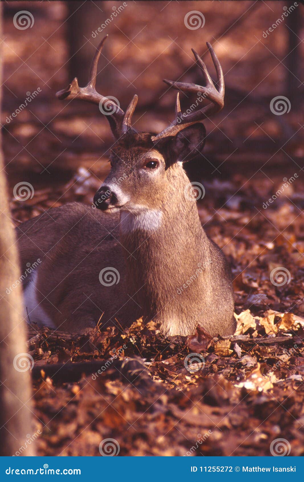 Portrait of a Whitetail Buck Stock Photo - Image of great, alert: 11255272