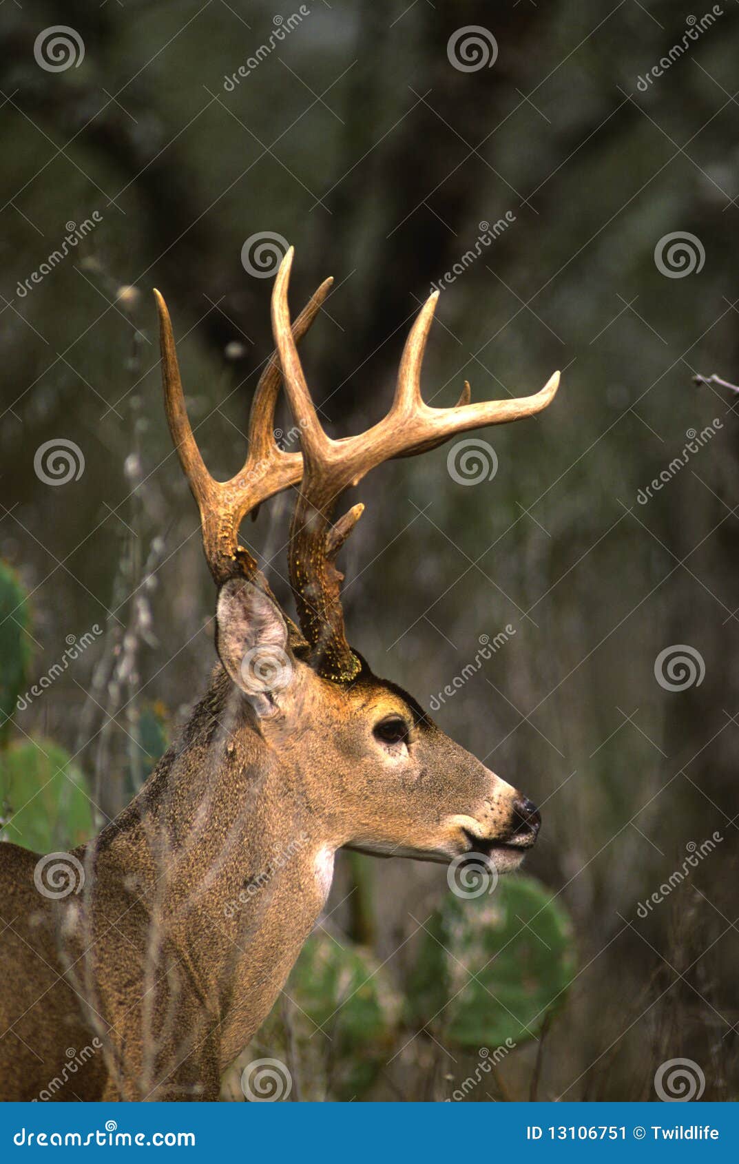 Portrait of a Whitetail Buck Stock Image - Image of hunt, ungulate ...