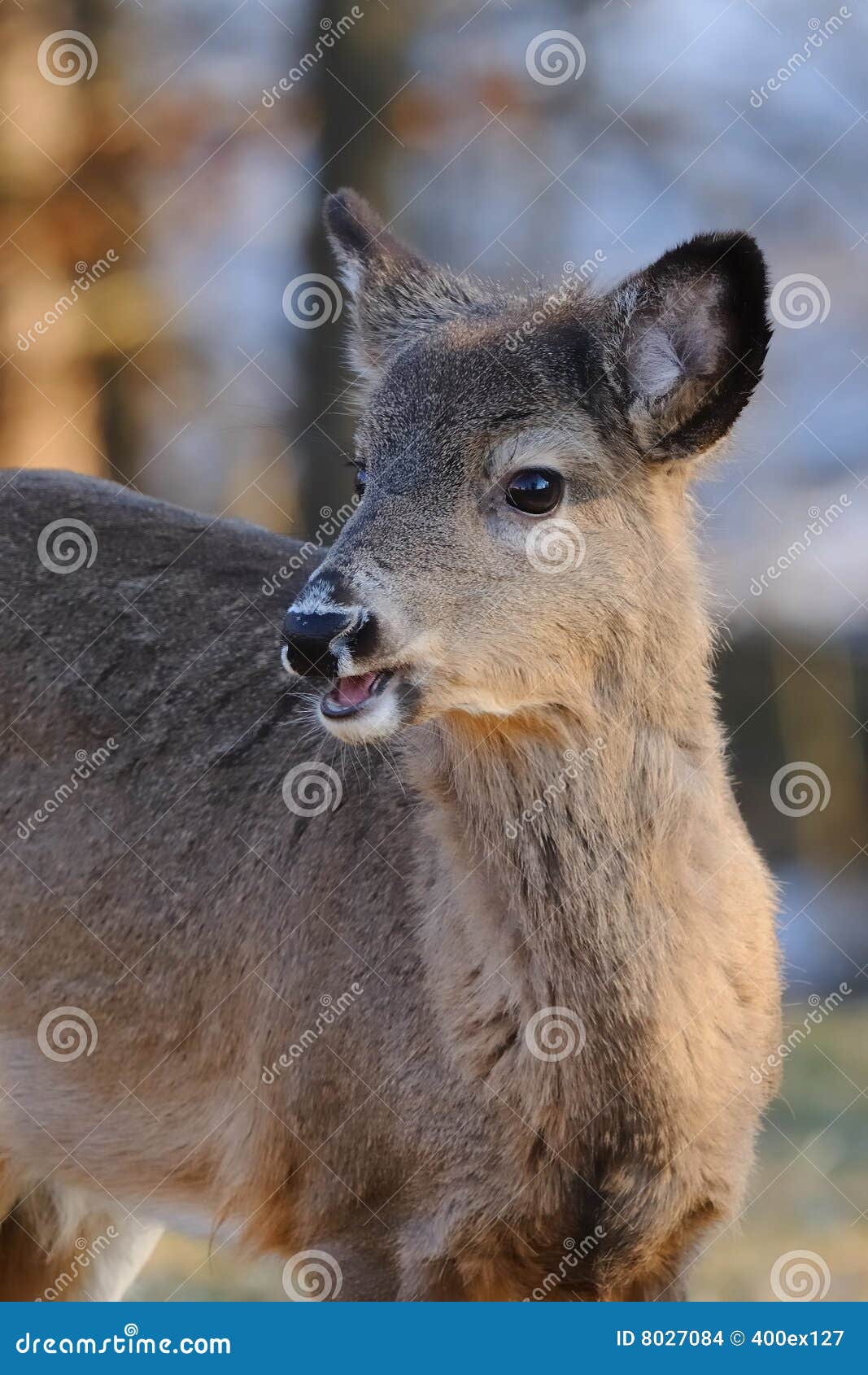 174 Portrait Bleating Stock Photos - Free & Royalty-Free Stock Photos ...