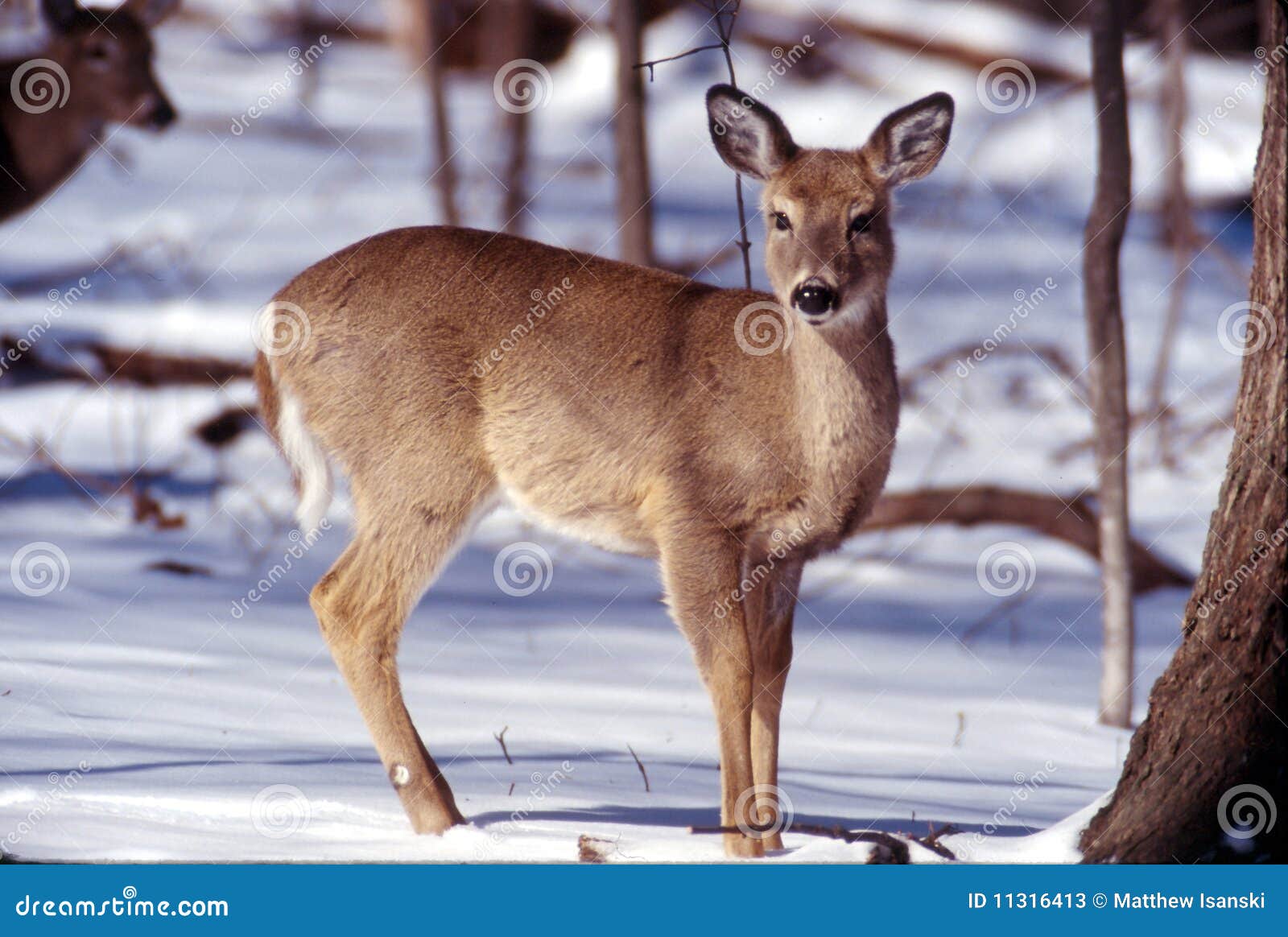 Portrait of a Whitetail Doe Stock Image - Image of snow, wildlife: 11316413