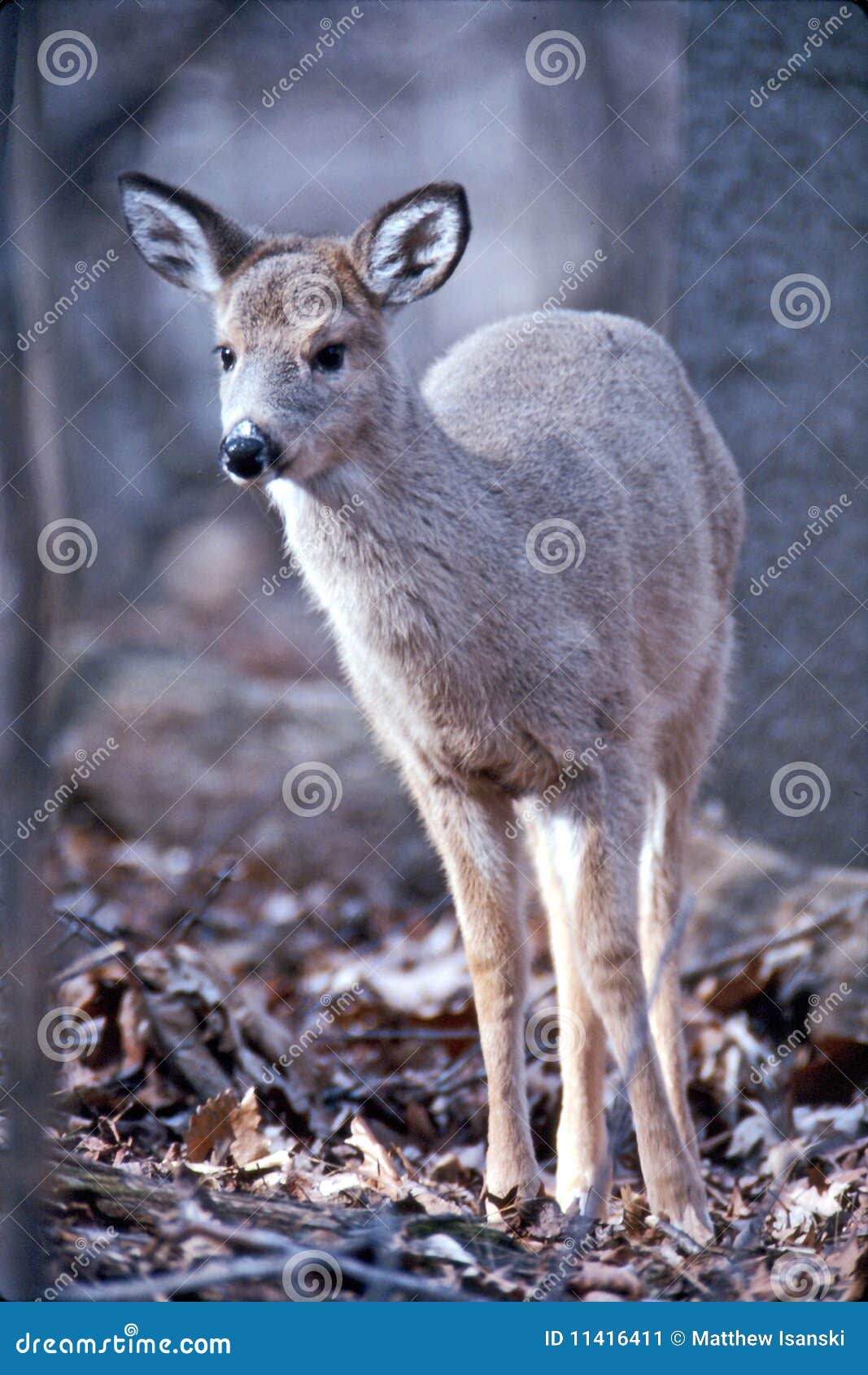 Portrait of a Whitetail Doe Stock Image - Image of outdoors, fragile ...