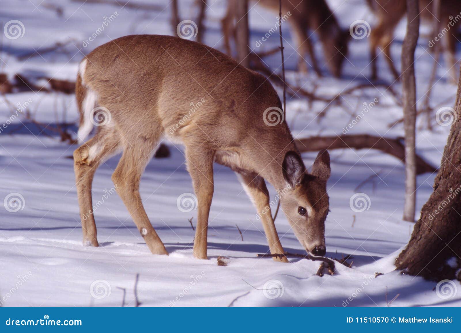 Portrait of a Whitetail Doe Stock Photo - Image of portrait, outdoors ...