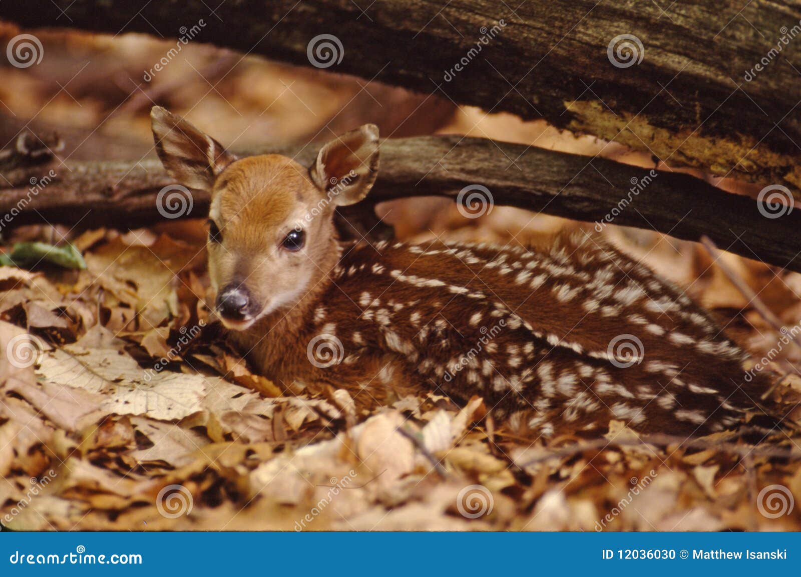Whitetail Fawn Hiding In Grass Stock Photo | CartoonDealer.com #85455906