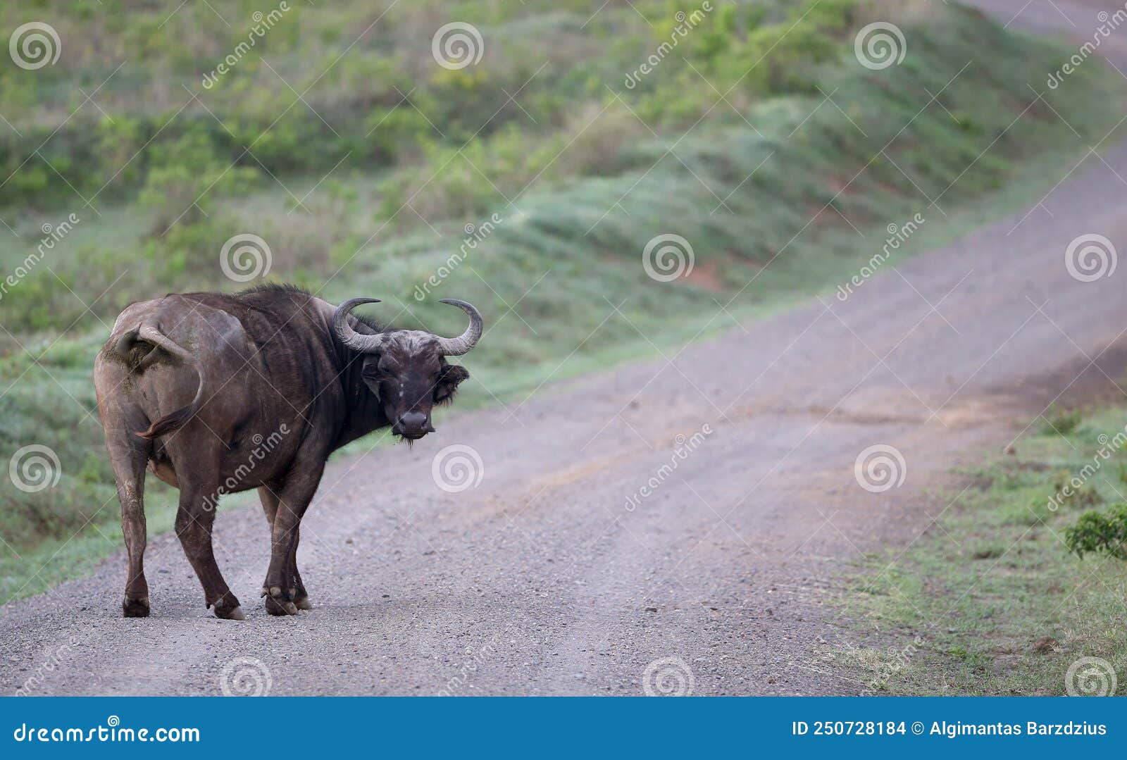 A Portrait of Wild African Buffalo Stock Photo - Image of creature ...