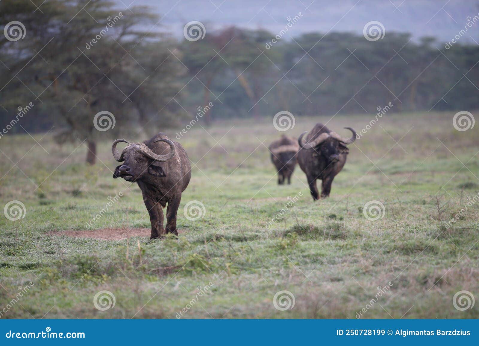 A Portrait of Wild African Buffalo Stock Image - Image of caffer ...