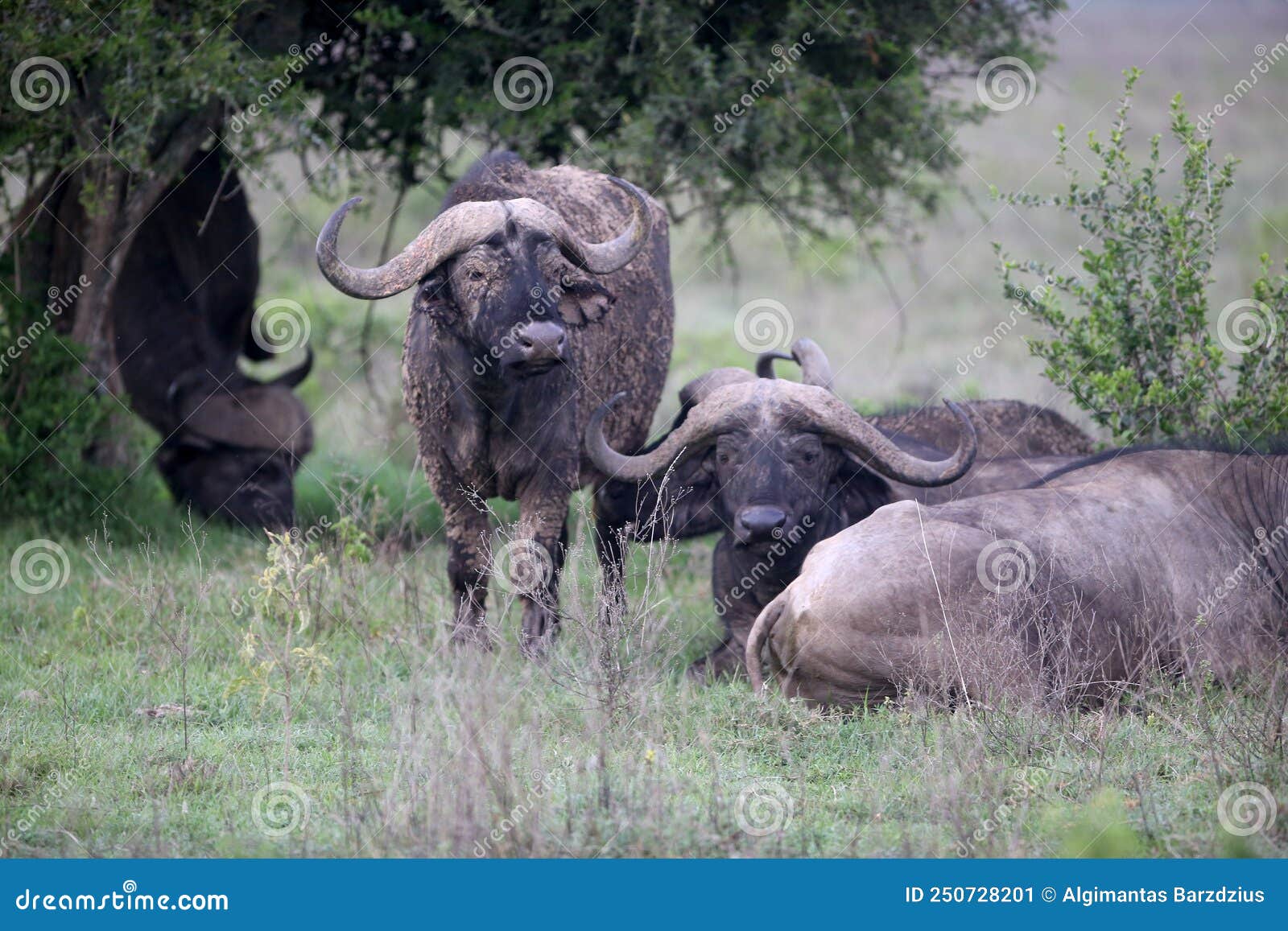 A Portrait of Wild African Buffalo Stock Image - Image of cattle, masai ...