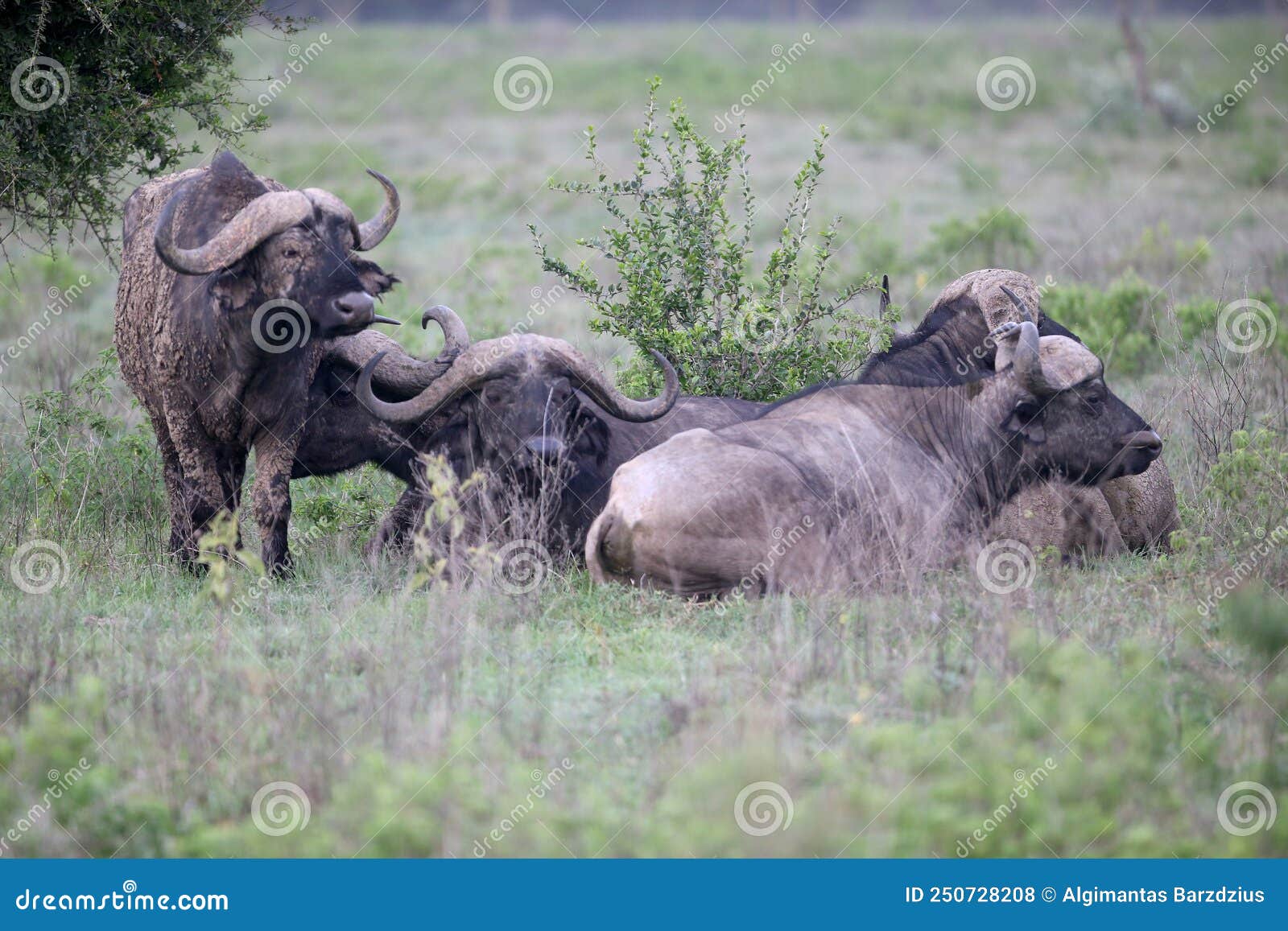 A Portrait of Wild African Buffalo Stock Photo - Image of animal ...