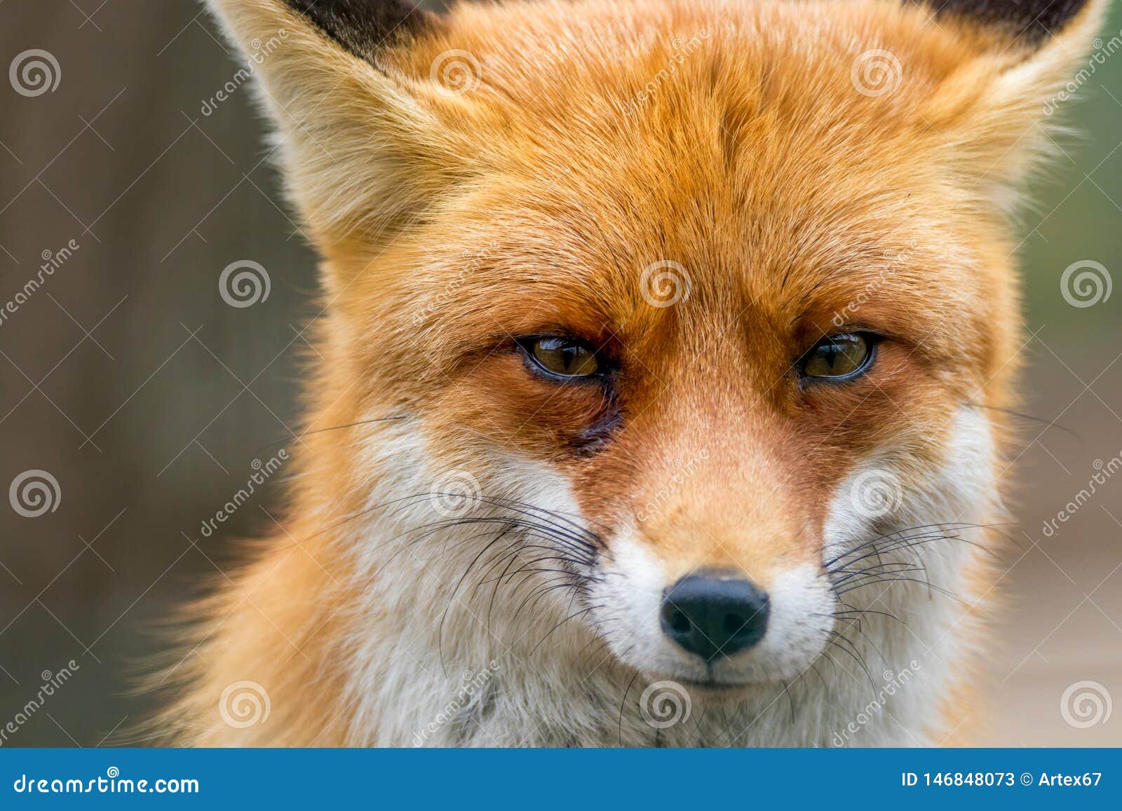 Portrait of a Wild Animal Red Fox Stock Image - Image of nose, hunt ...