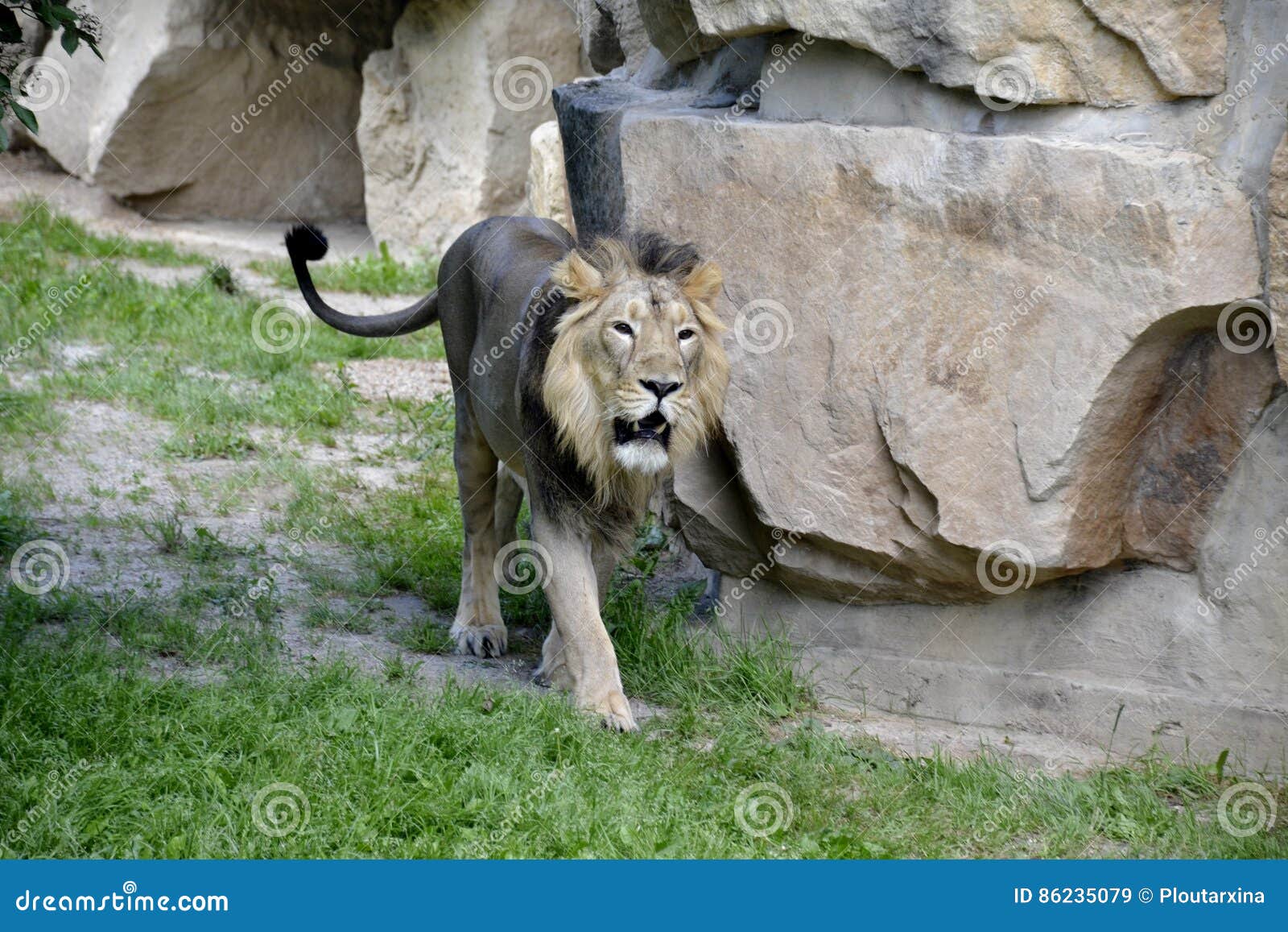 Portrait of a Wild Asiatic Lion Stock Image - Image of persica, male ...