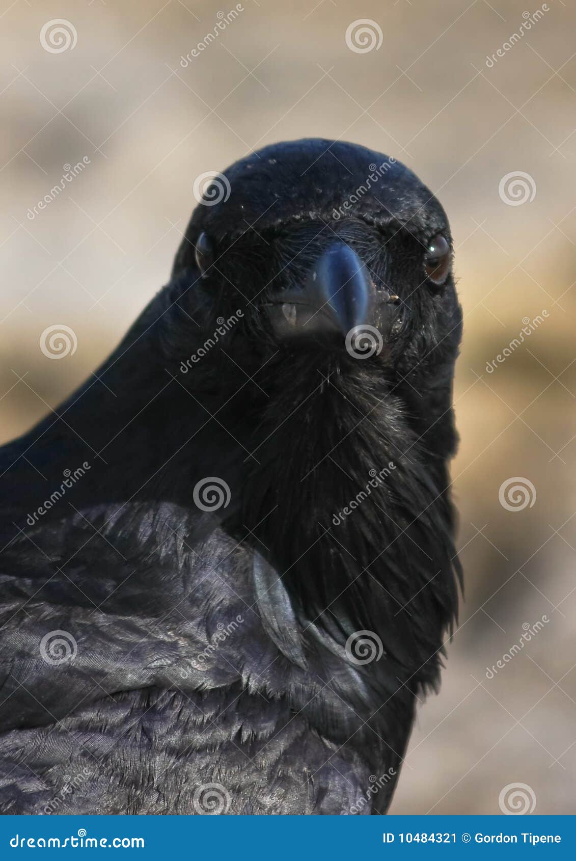 Portrait of Wild Black Crow Stock Image - Image of animal, blackbird ...