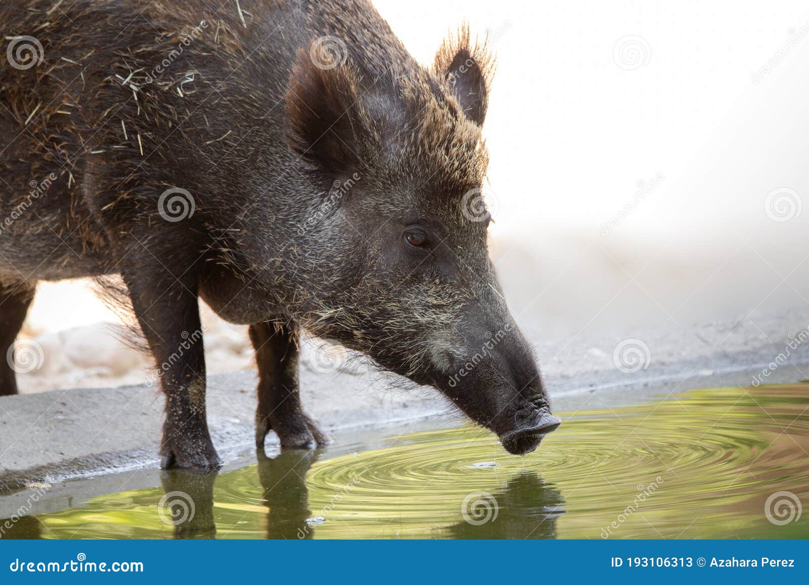 Portrait of a Wild Boar Drinking Water in a Stream Stock Image - Image ...