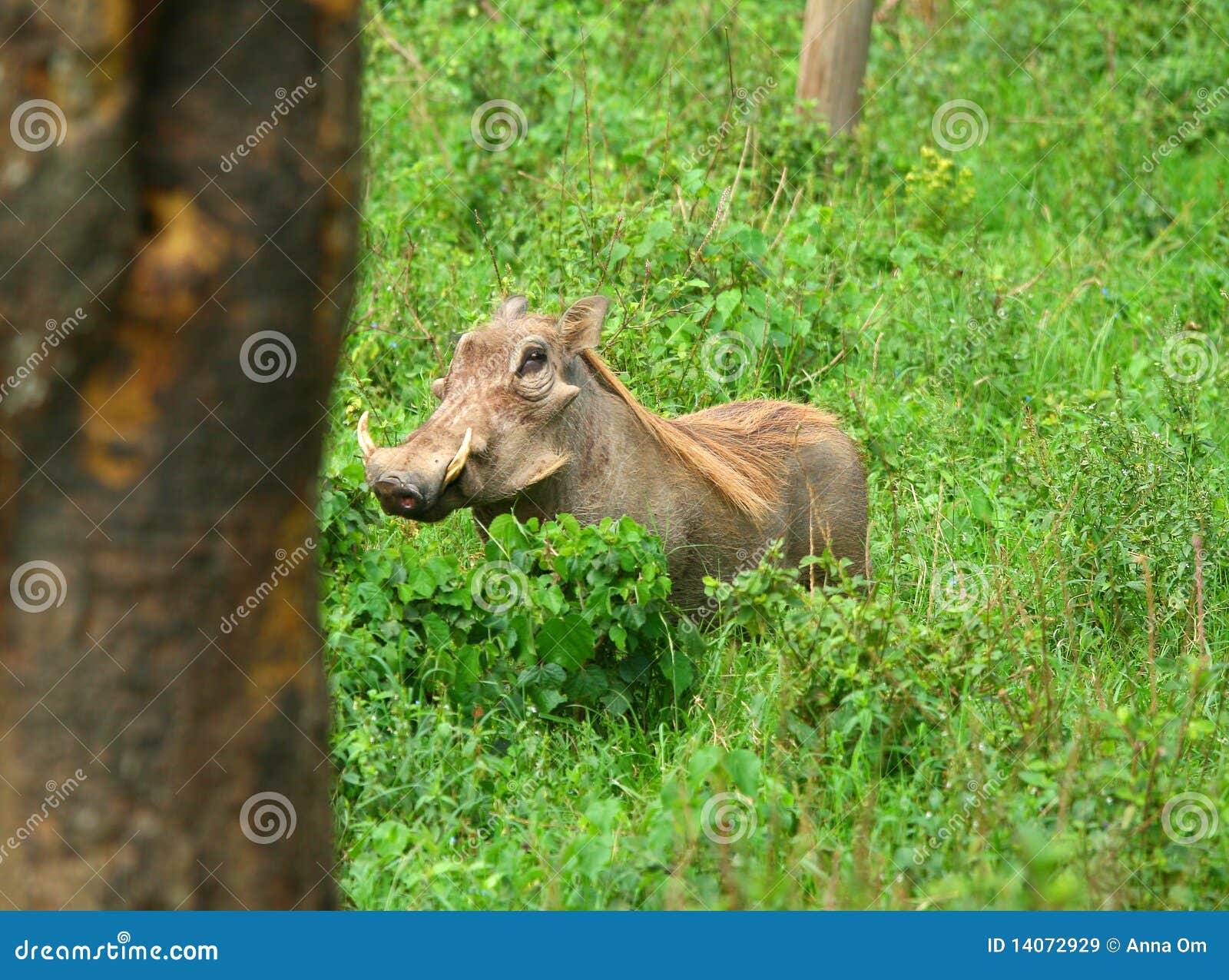 Portrait of Wild Boar in the Forest Stock Image - Image of warthog ...