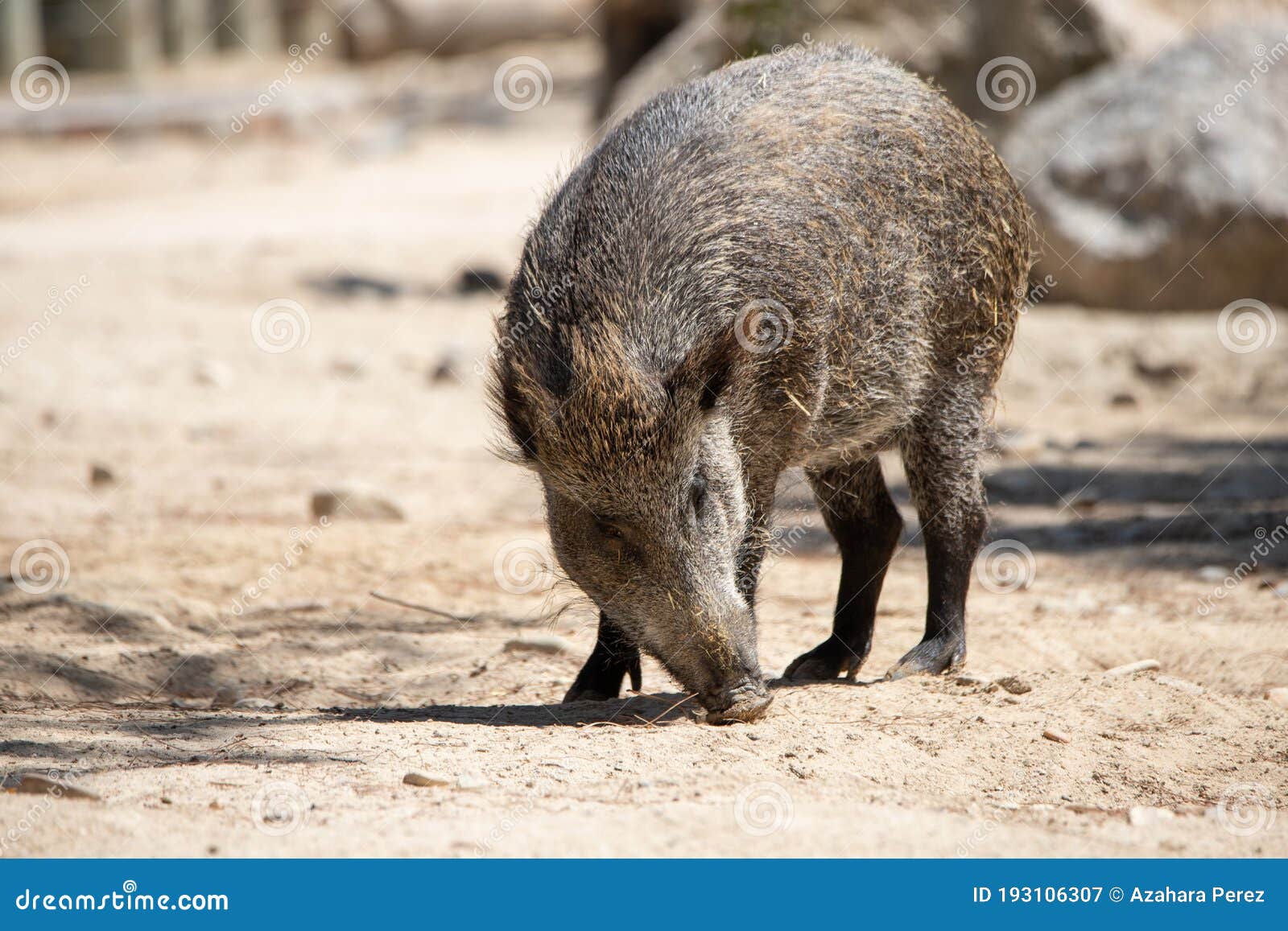 Portrait of a Wild Boar Sniffing the Sand Stock Image - Image of fauna ...