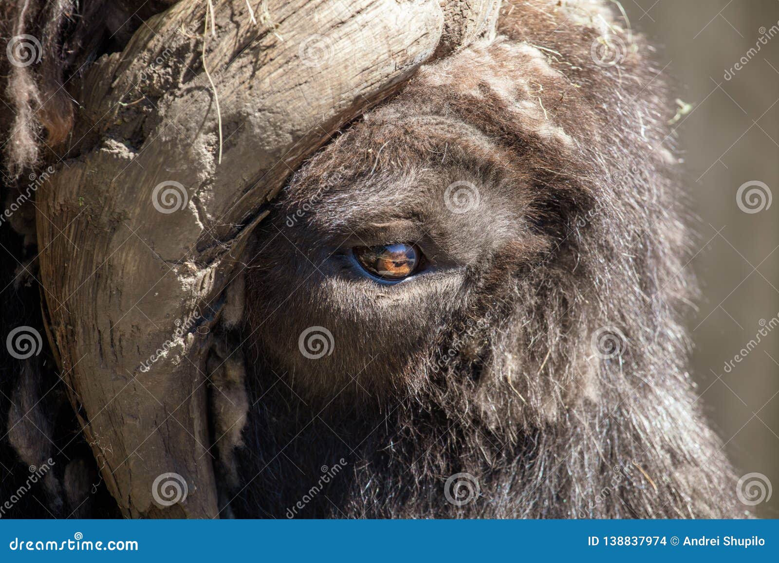 Portrait of a Wild Buffalo in the Park Stock Photo - Image of green ...