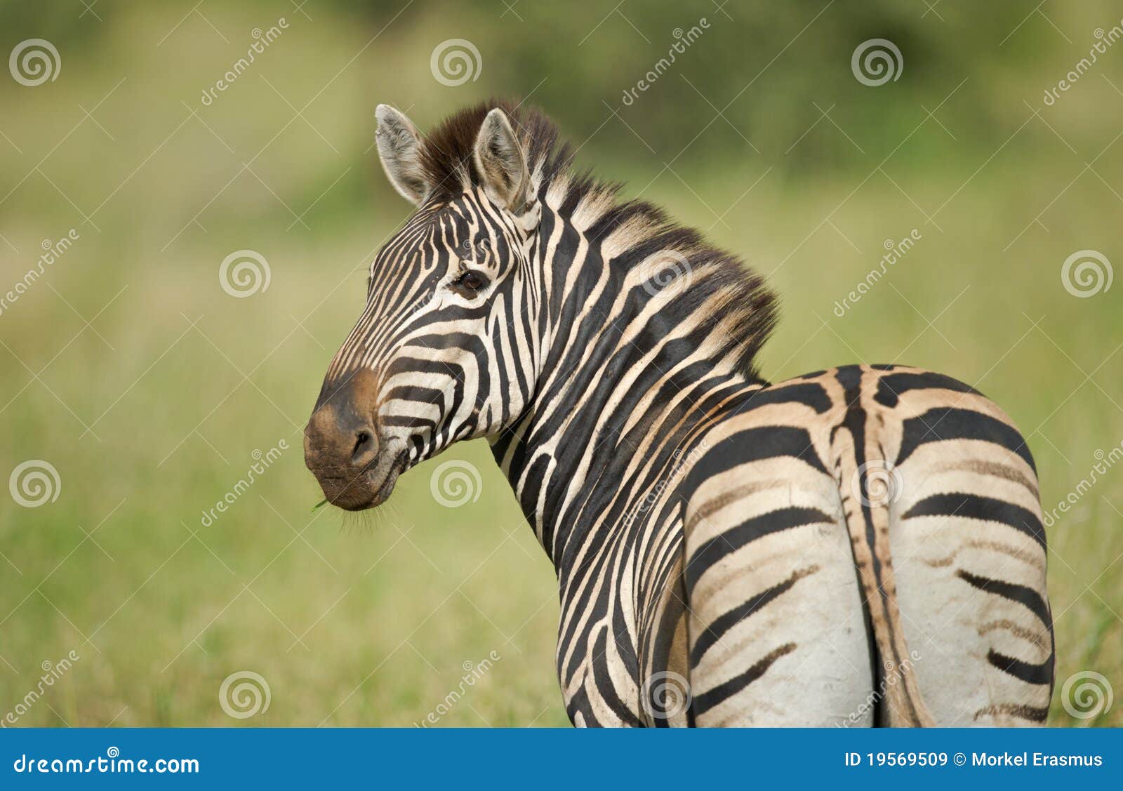 Portrait of a Wild Burchell S Zebra Stock Image - Image of iconic ...