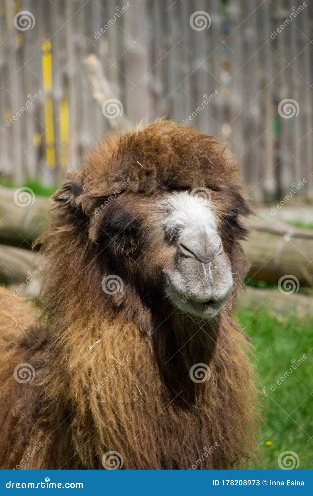Camel portrait stock image. Image of camel, outdoor - 178208973