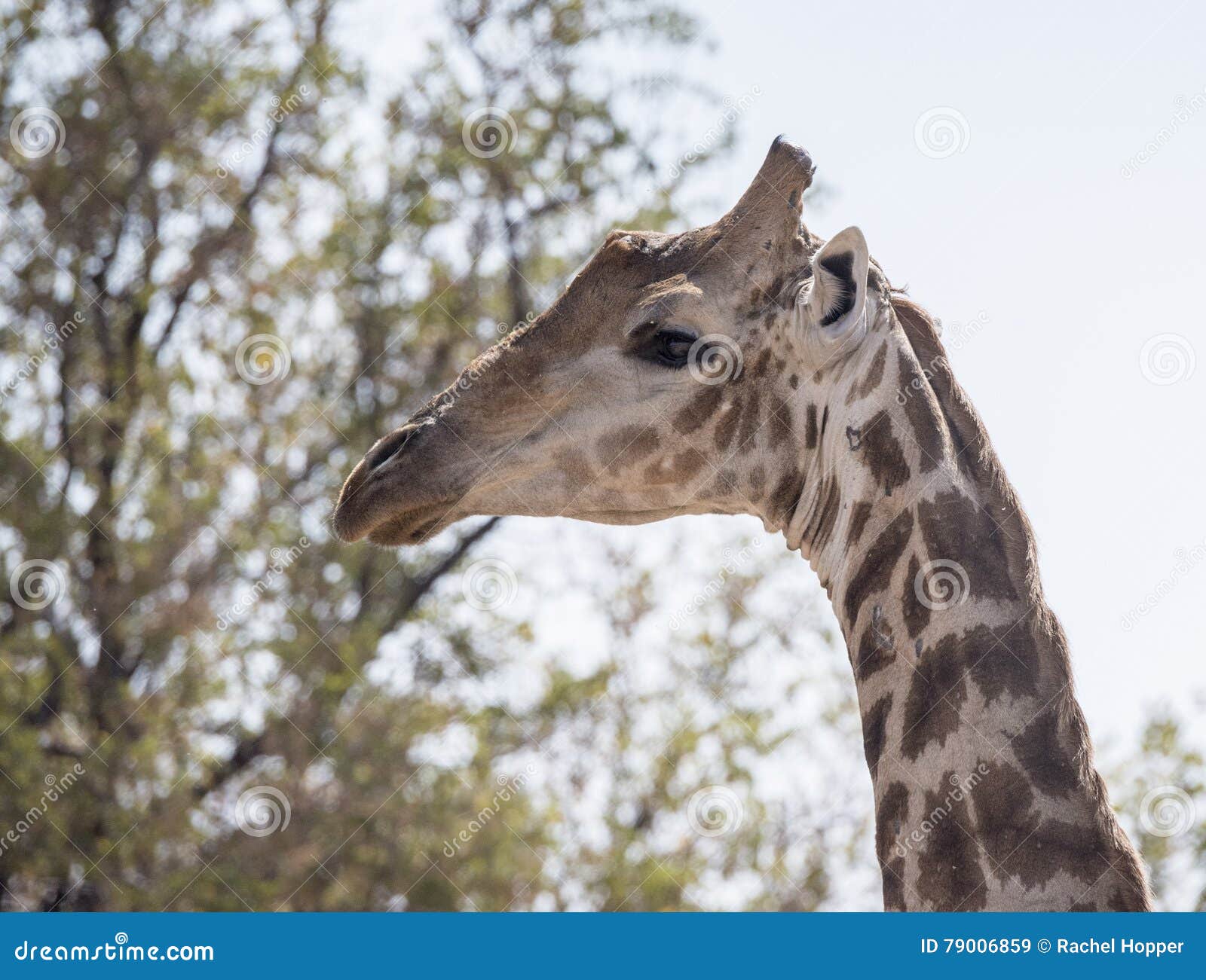 Portrait of a Wild Cape Giraffe Standing Stock Image - Image of summer ...