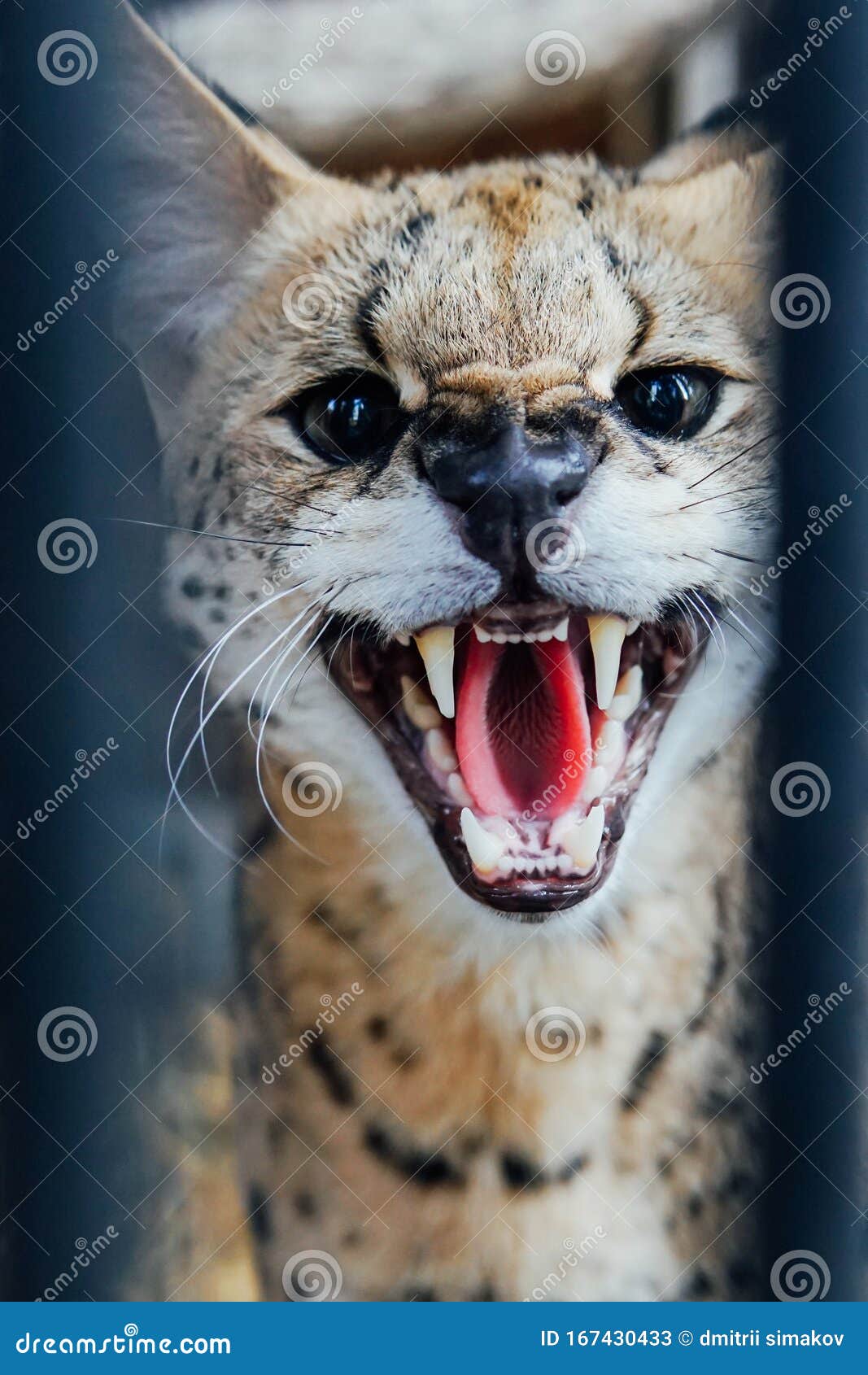 Portrait of Wild Cat Fangs Attack Danger Stock Image - Image of angry ...