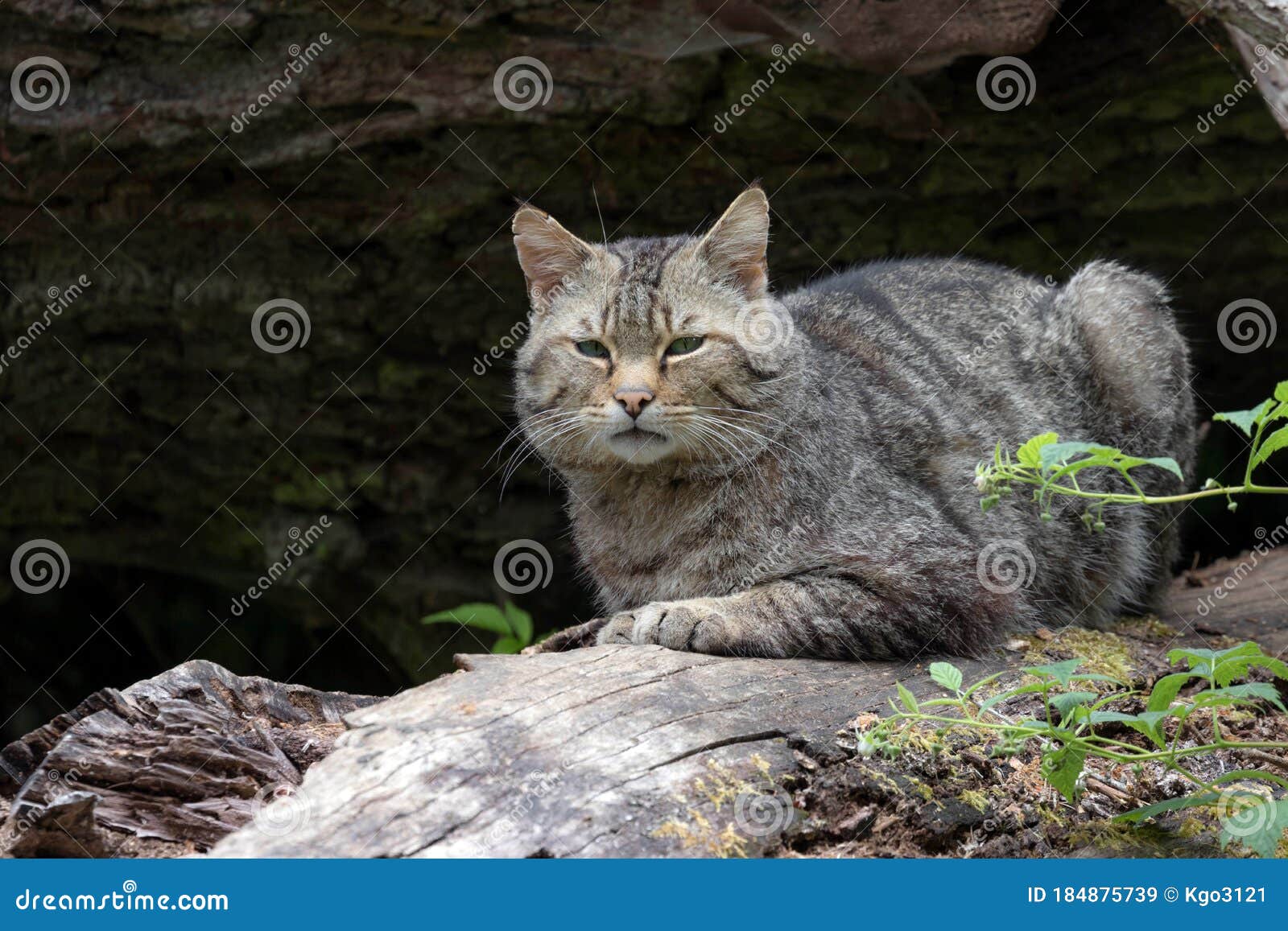 Portrait of a Wild Cat on a Tree Trunk Stock Image - Image of face ...