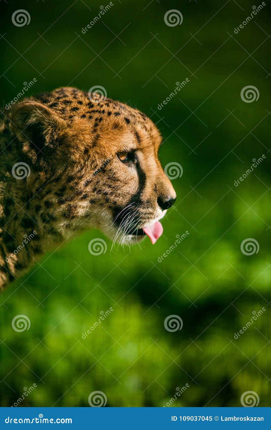 Portrait of Wild Cheetah on Green Fields Stock Image - Image of cheetah ...