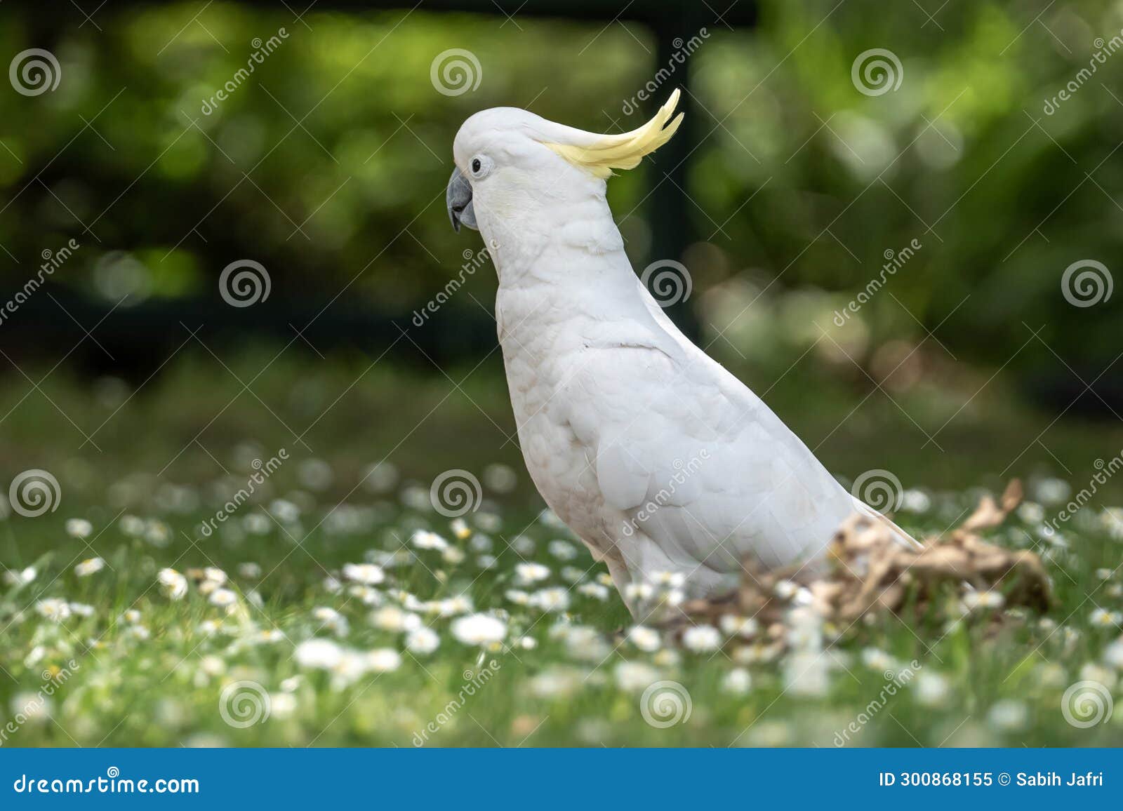 Portrait of a Wild Cockatoo on the Grass in Australia Stock Image ...