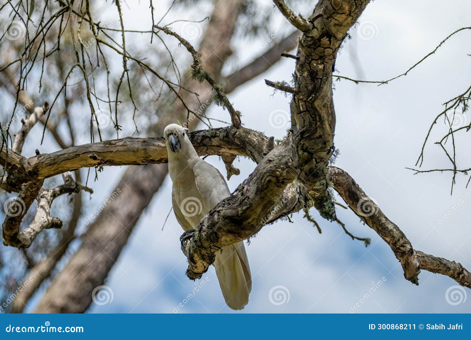 Portrait of a Wild Cockatoo on a Tree Branch in Australia Stock Image ...