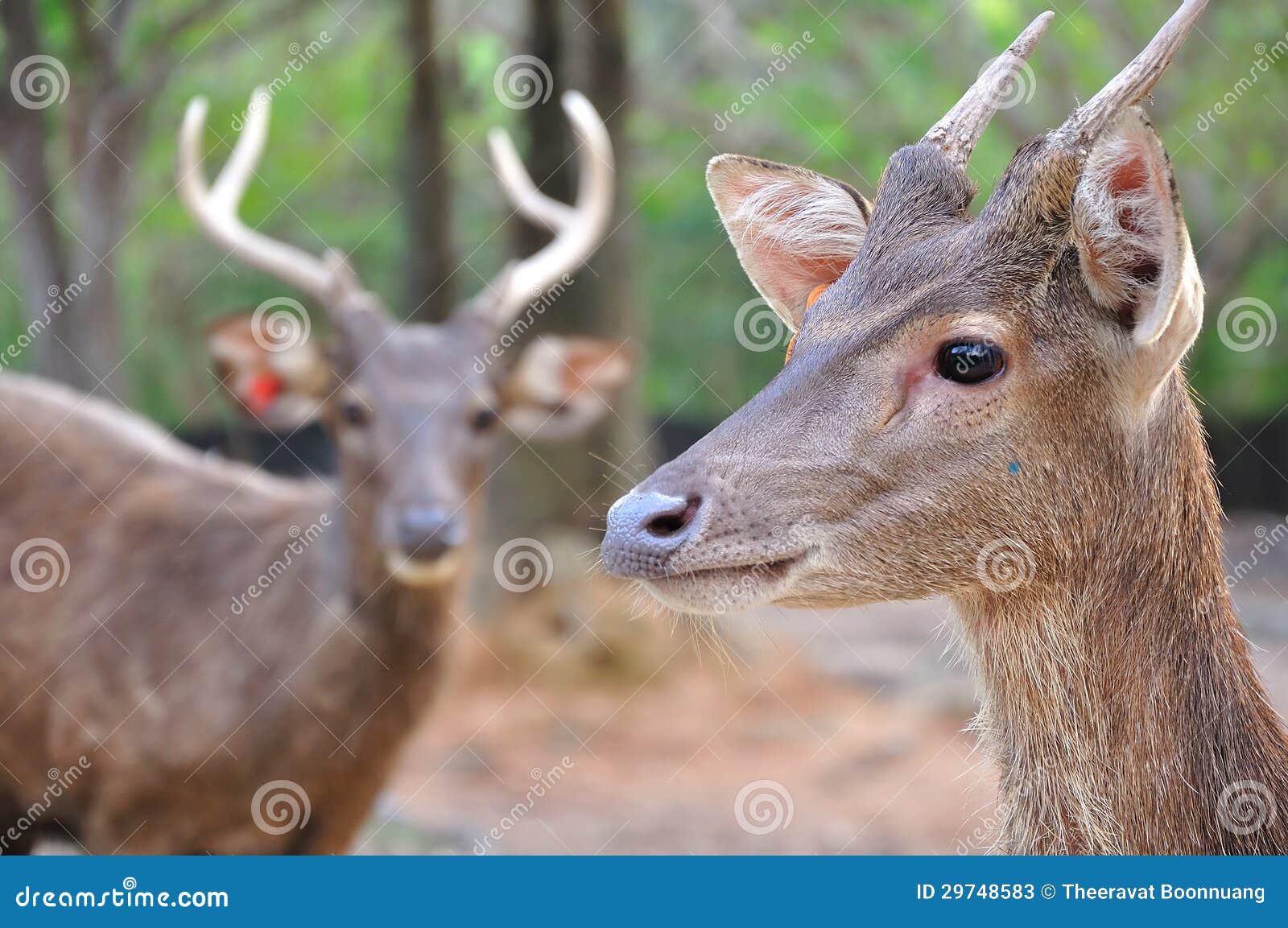 Portrait of wild doe stock image. Image of deer, grazing - 29748583