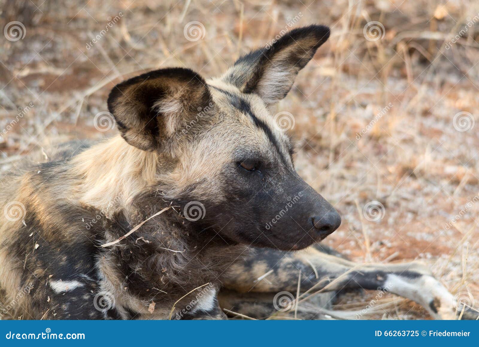 Portrait of a wild dog stock image. Image of animals - 66263725