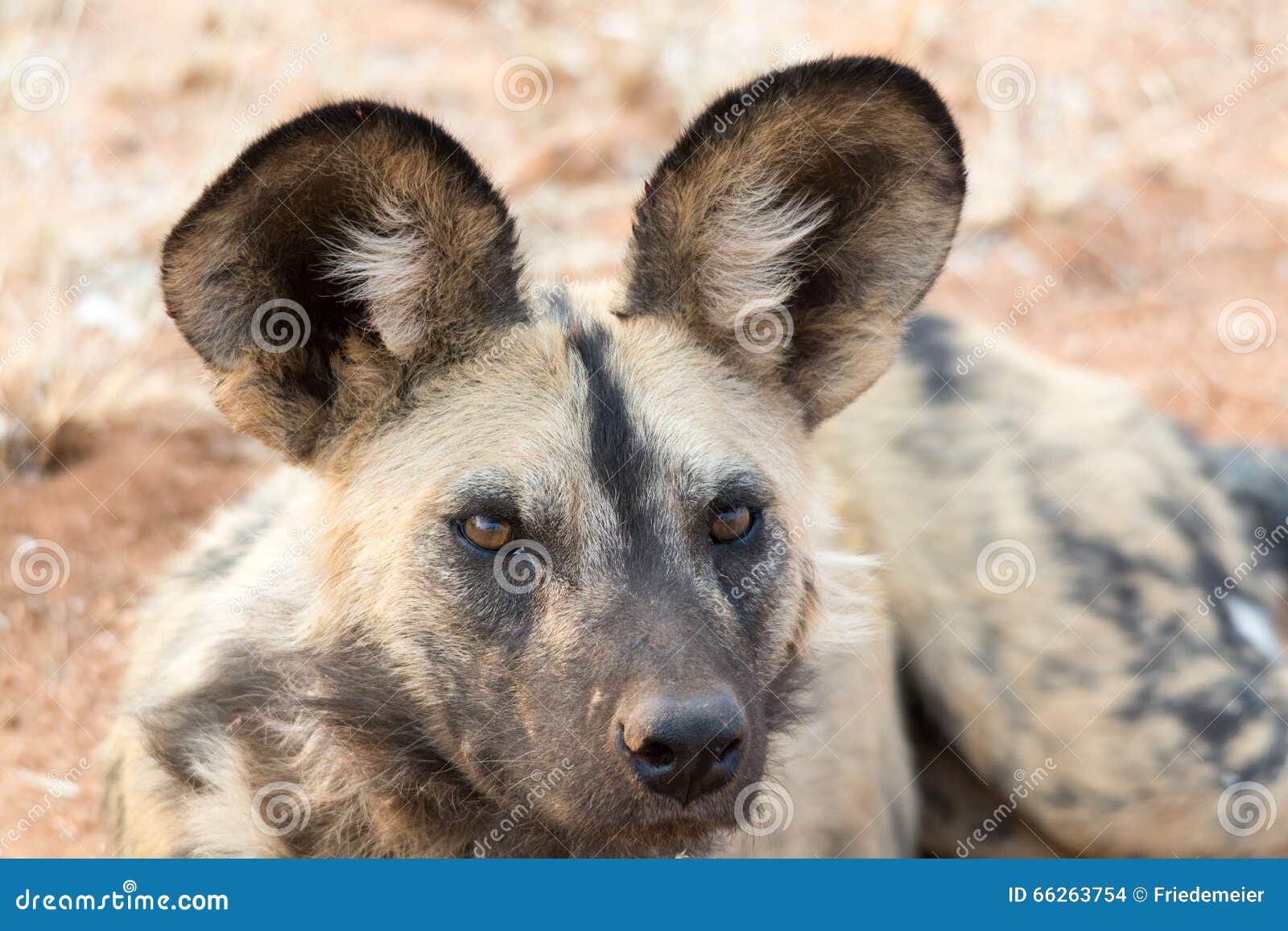 Portrait of a wild dog stock photo. Image of namibia - 66263754