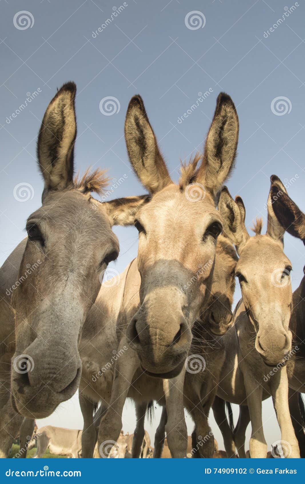 Portrait of Wild Donkeys with Funny Faces Stock Photo - Image of funny ...