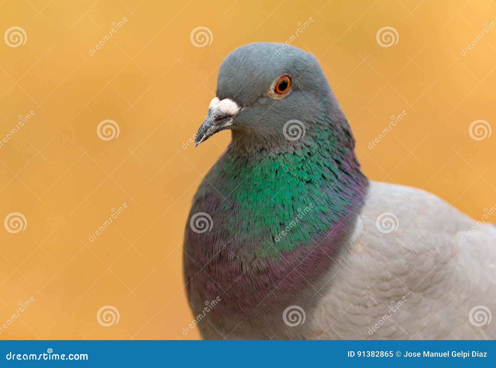 Portrait of a Wild Dove with Beautiful Feathers Stock Image - Image of ...