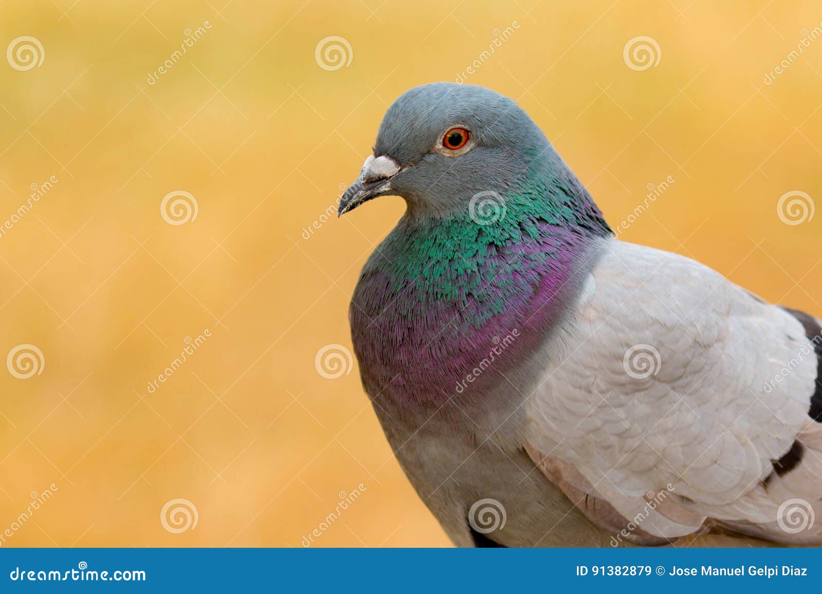 Portrait of a Wild Dove with Beautiful Feathers Stock Image - Image of ...