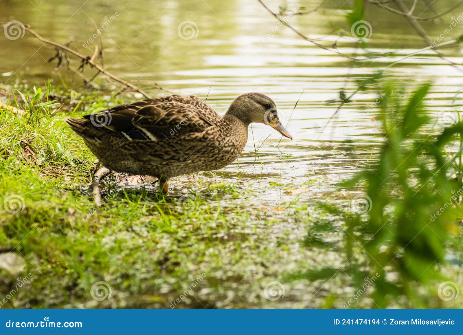 Wild Ducks on the Banks of the Danube Stock Photo - Image of animals ...