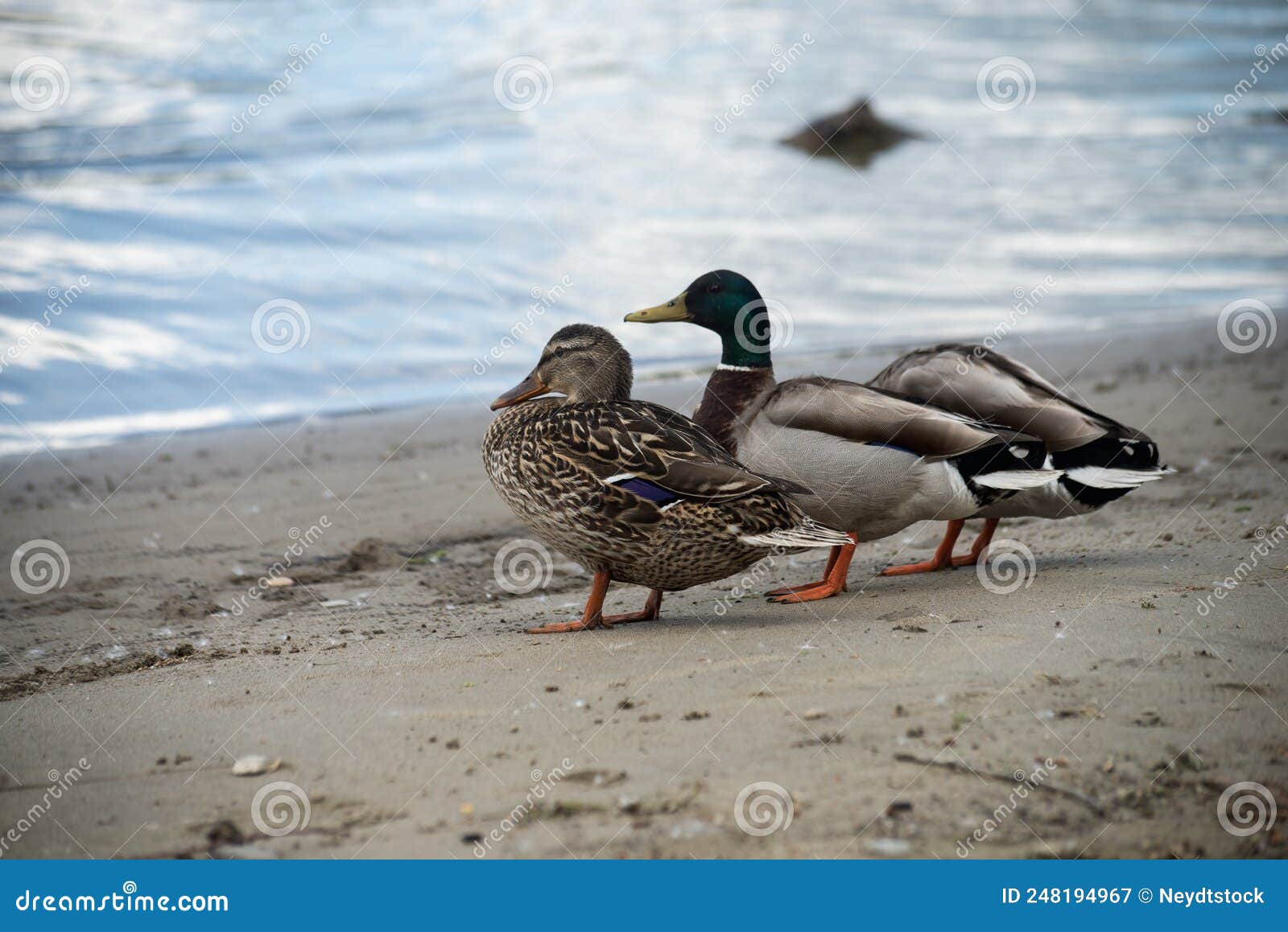 Wild Ducks Standing on the Beach Stock Image - Image of duck, landscape ...