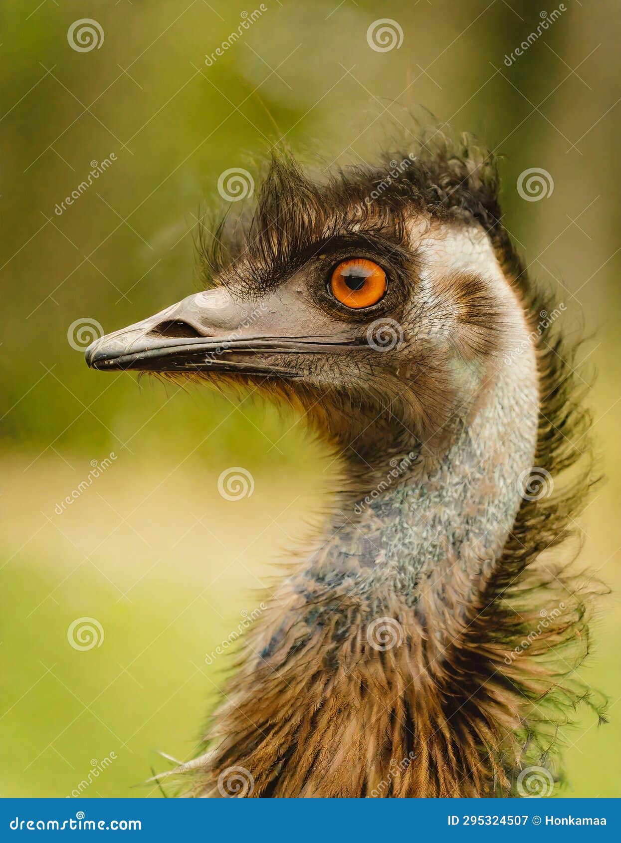 Portrait of a wild emu stock illustration. Illustration of single ...