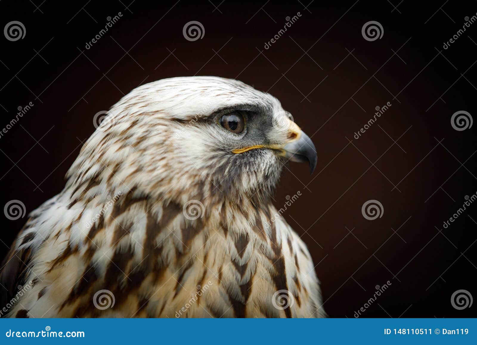 Portrait of a Wild Falcon Eagle Side Stock Image - Image of sideways ...