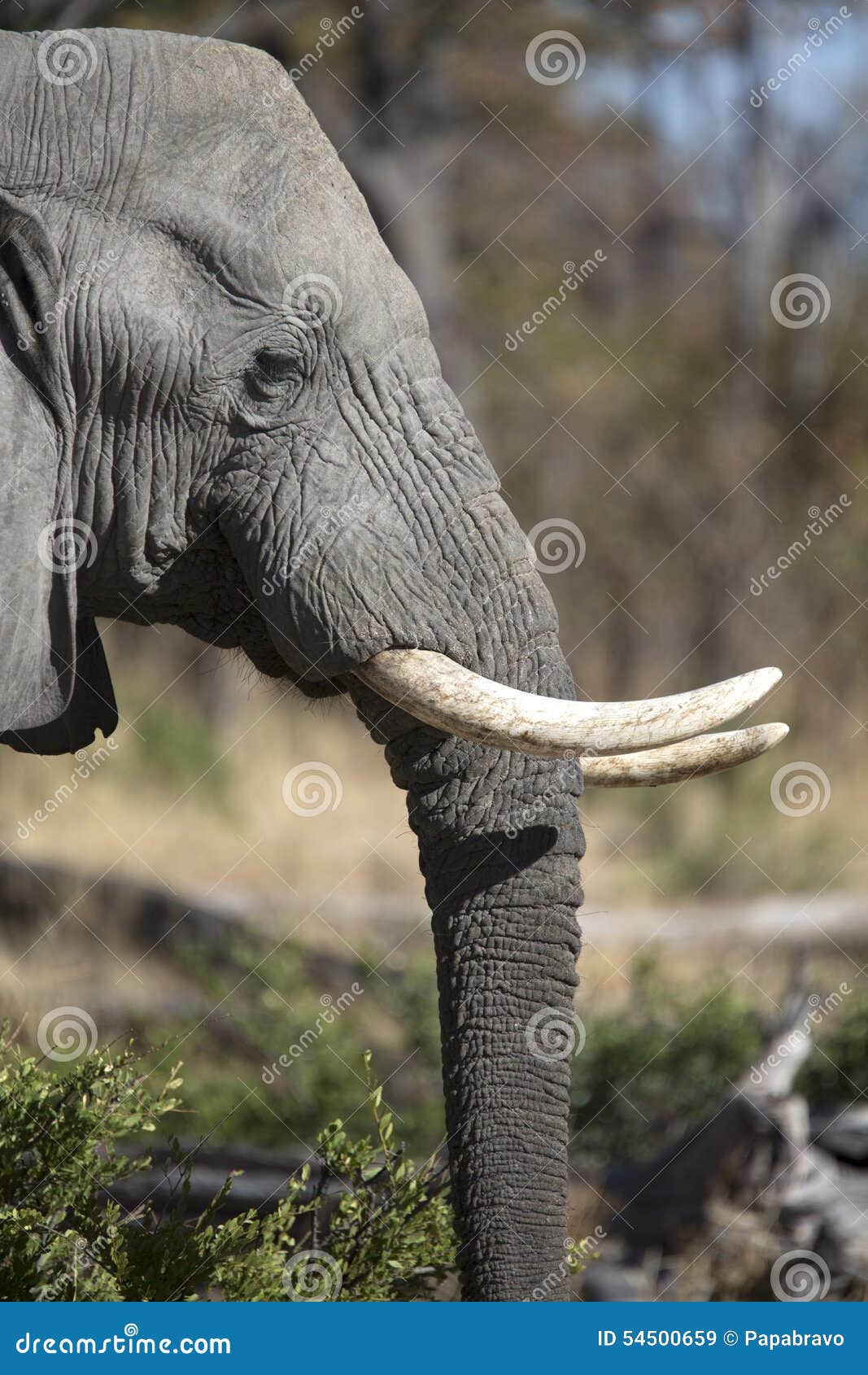 Portrait of Wild Free Bull Elephant Stock Image - Image of five ...