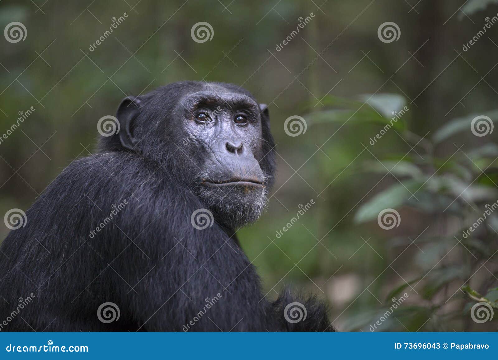 Portrait of Wild Free Chimpanzee Stock Image - Image of africa ...