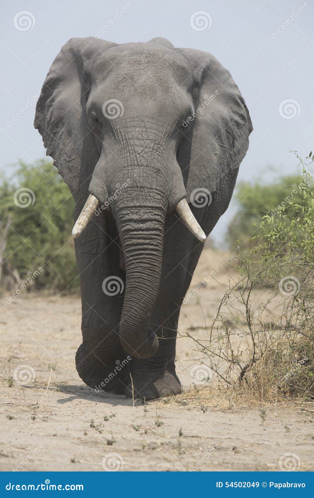Portrait of Wild Free Elephant Bull Stock Image - Image of field ...