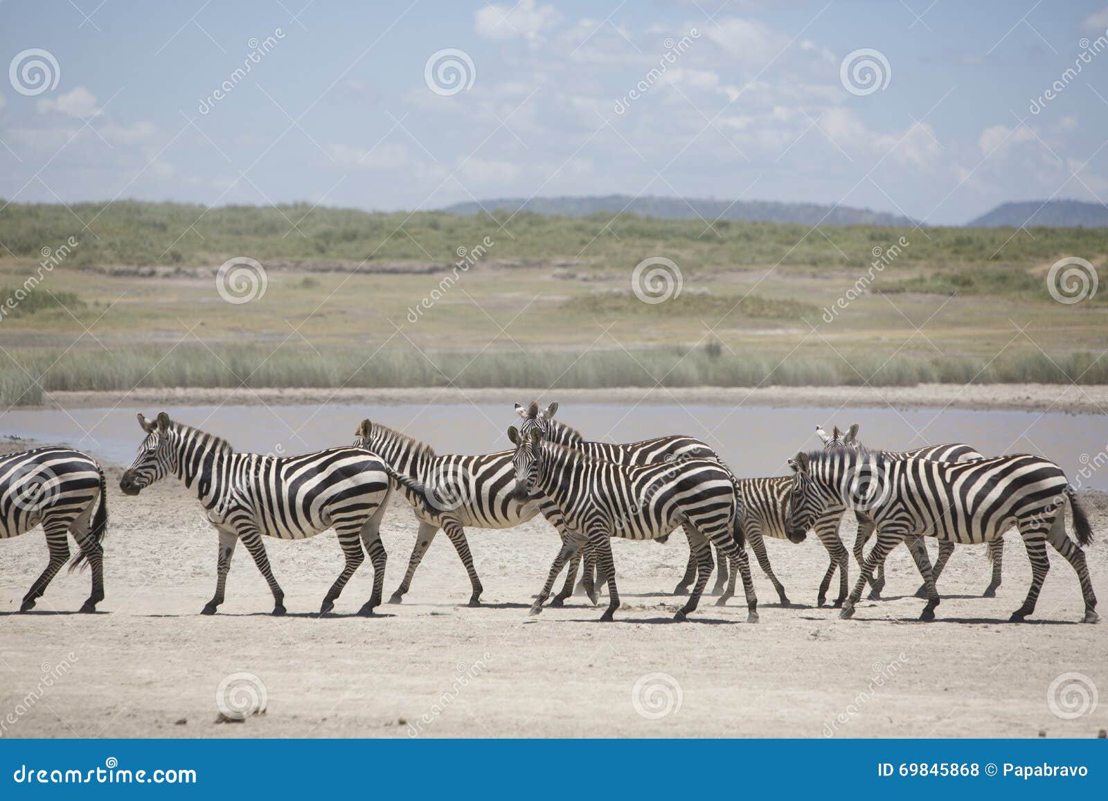 Portrait of Wild Free Roaming Zebra Stock Photo - Image of animals ...