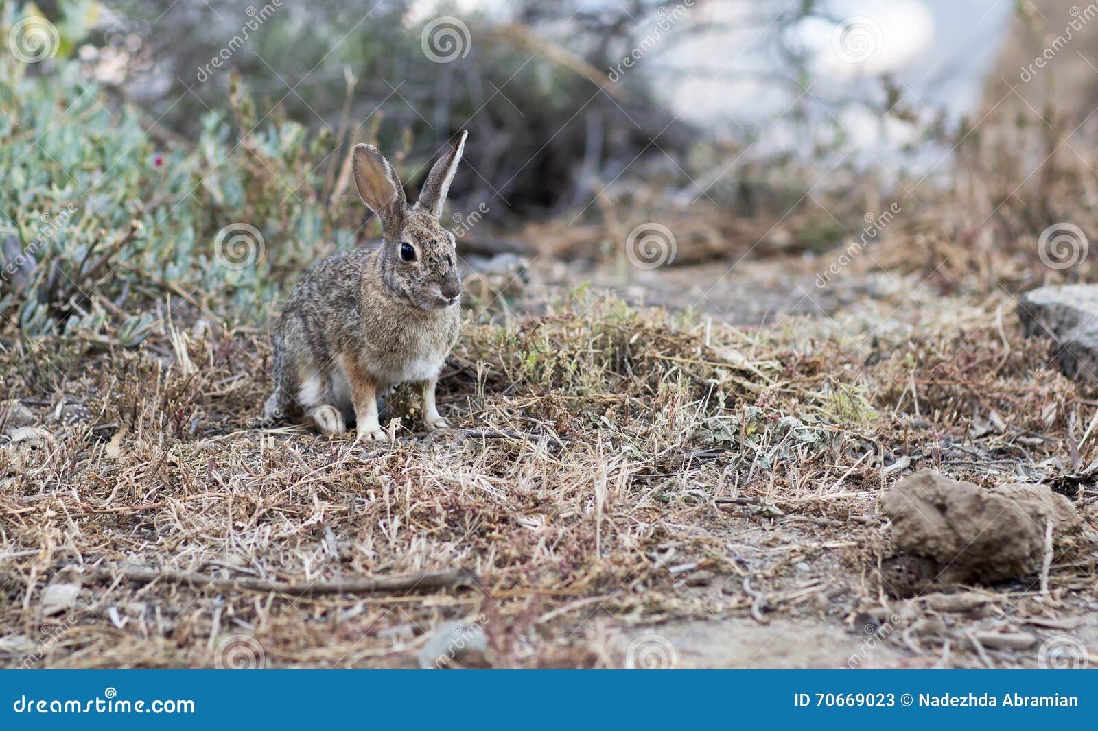 Portrait of a Wild Grey Rabbit. Stock Image - Image of little, texture ...