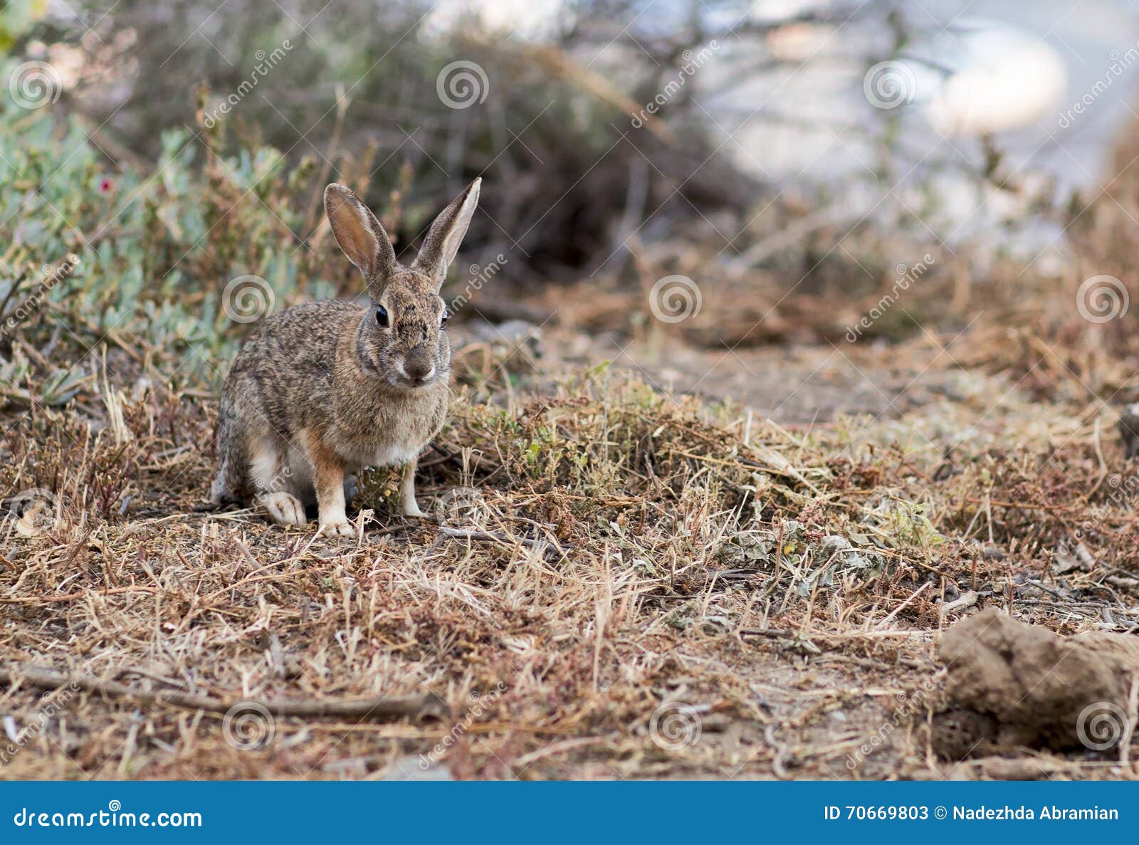 Portrait of a Wild Grey Rabbit. Stock Image - Image of running, nose ...