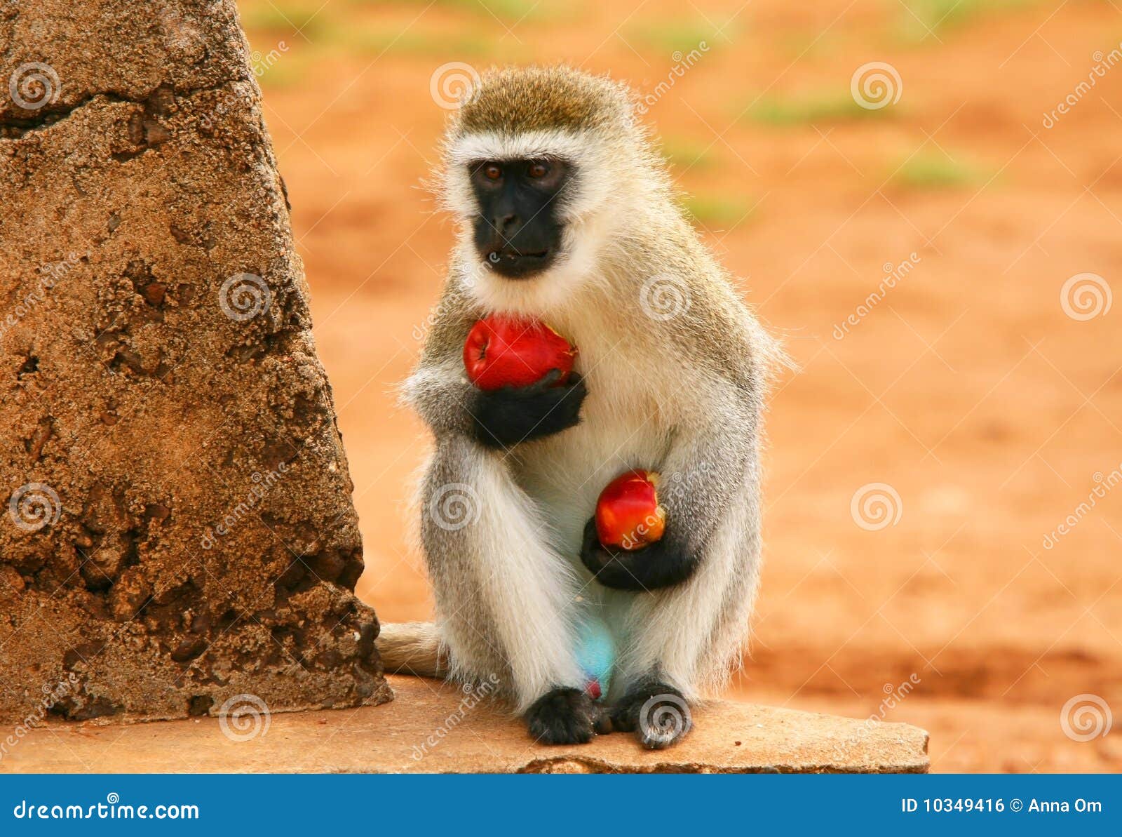 Portrait of Wild Hungry Monkey Stock Photo - Image of outdoor, nature ...