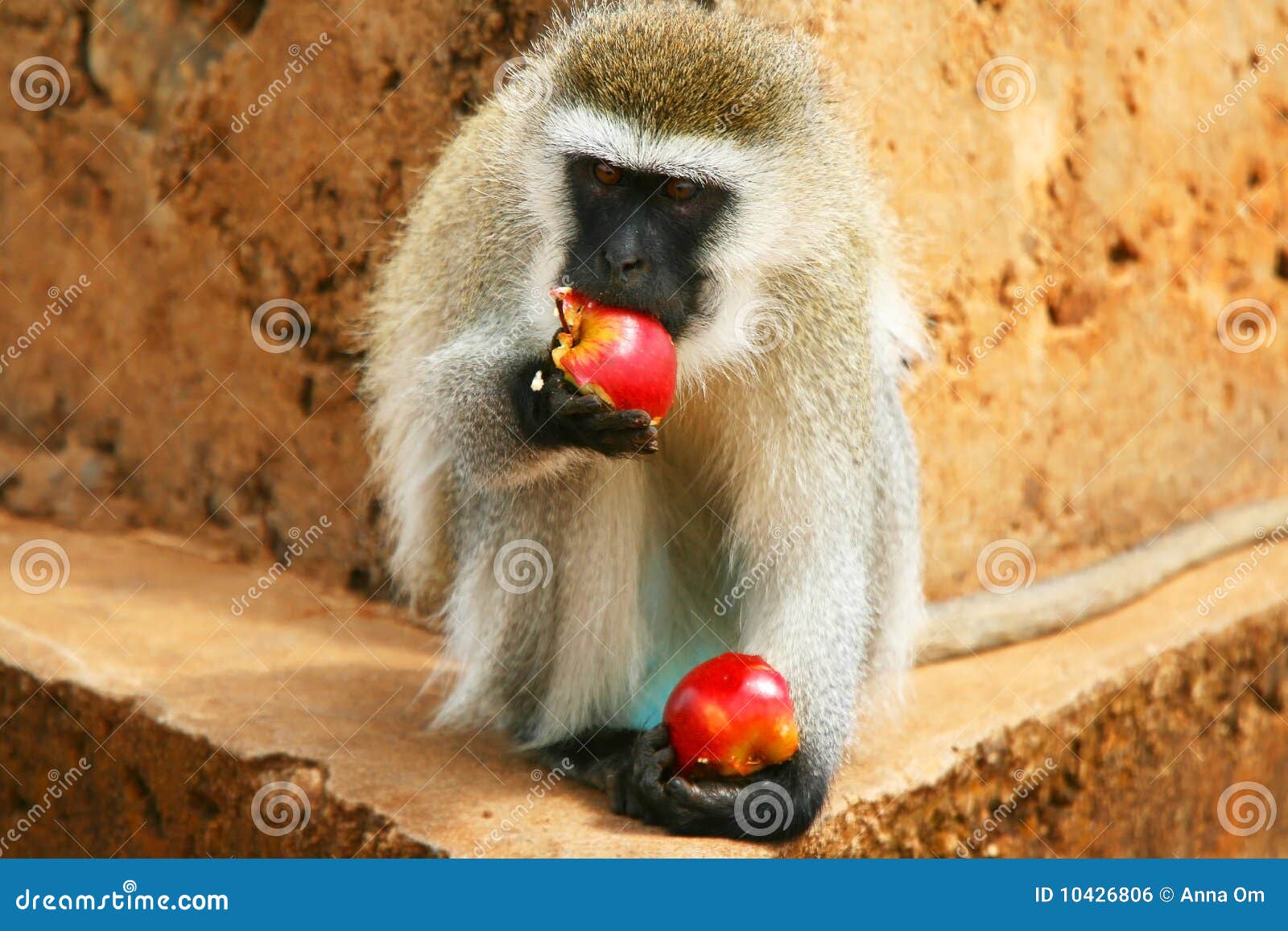 Portrait of Wild Hungry Monkey Stock Photo - Image of african, apple ...