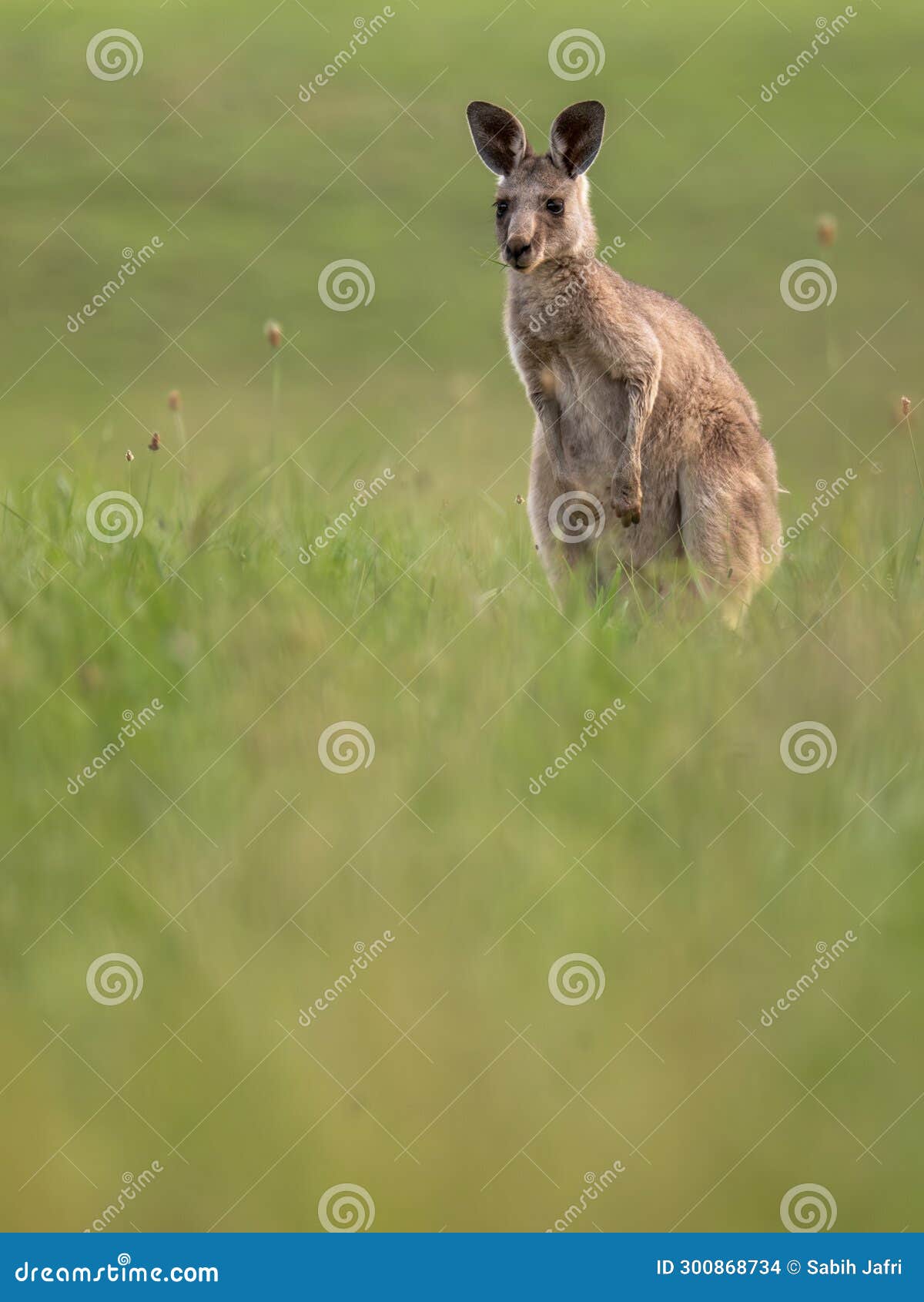 Portrait of a Wild Kangaroo Stock Photo - Image of mammals, unique ...
