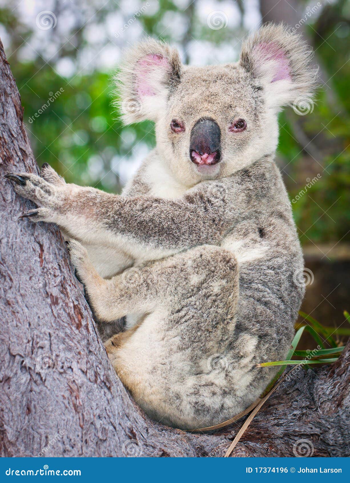 Portrait of a Wild Koala Sitting in a Tree Stock Photo - Image of ...