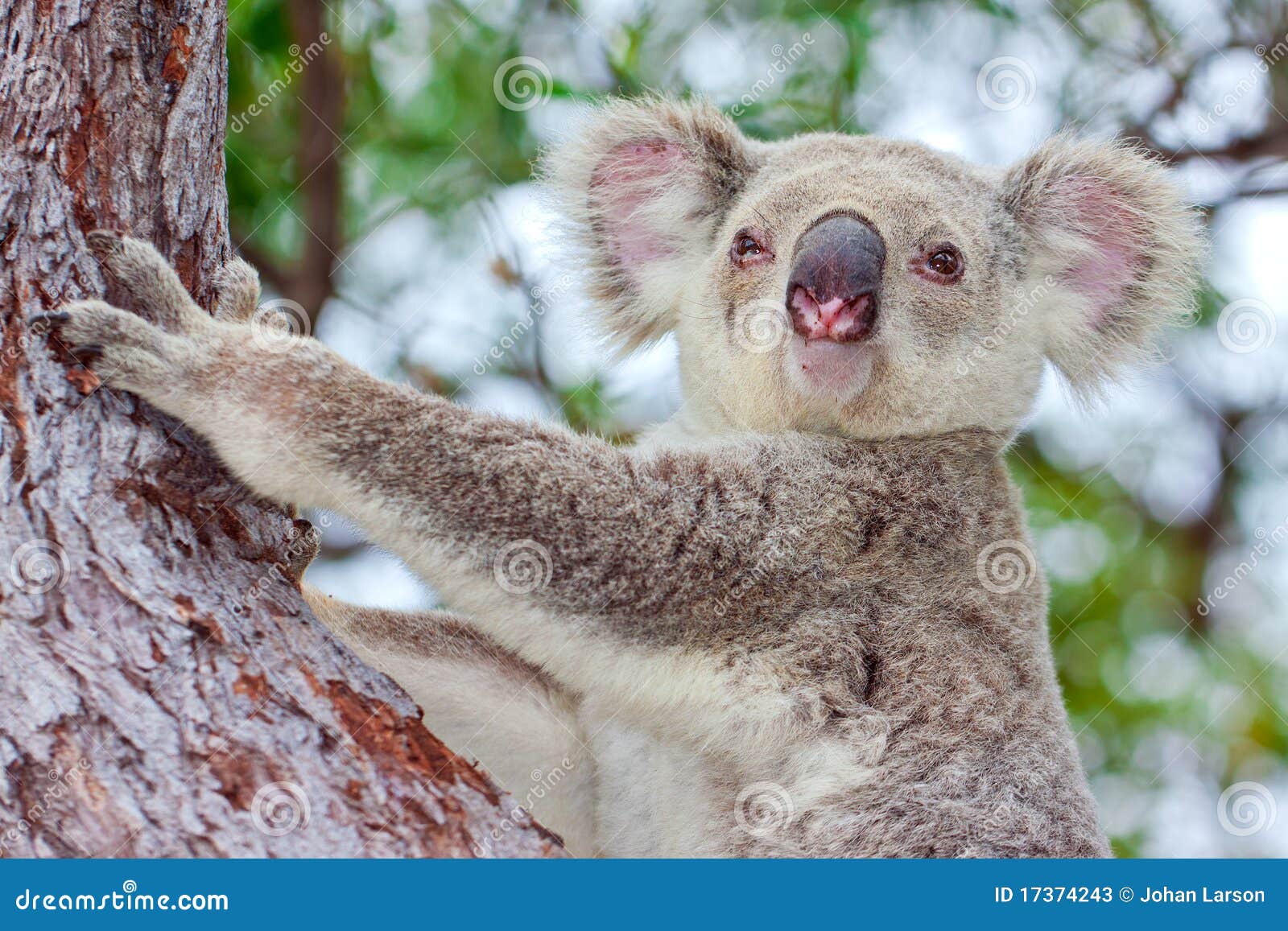 Portrait of a Wild Koala Sitting in a Tree Stock Image - Image of ...
